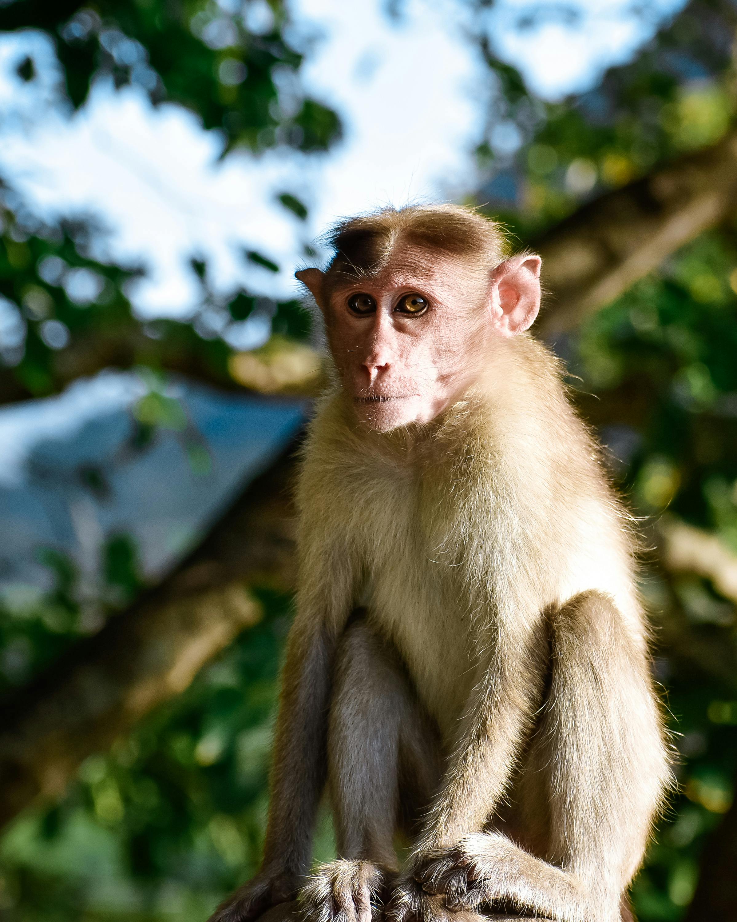 Shallow Focus Photography of Monkey on Tree · Free Stock Photo