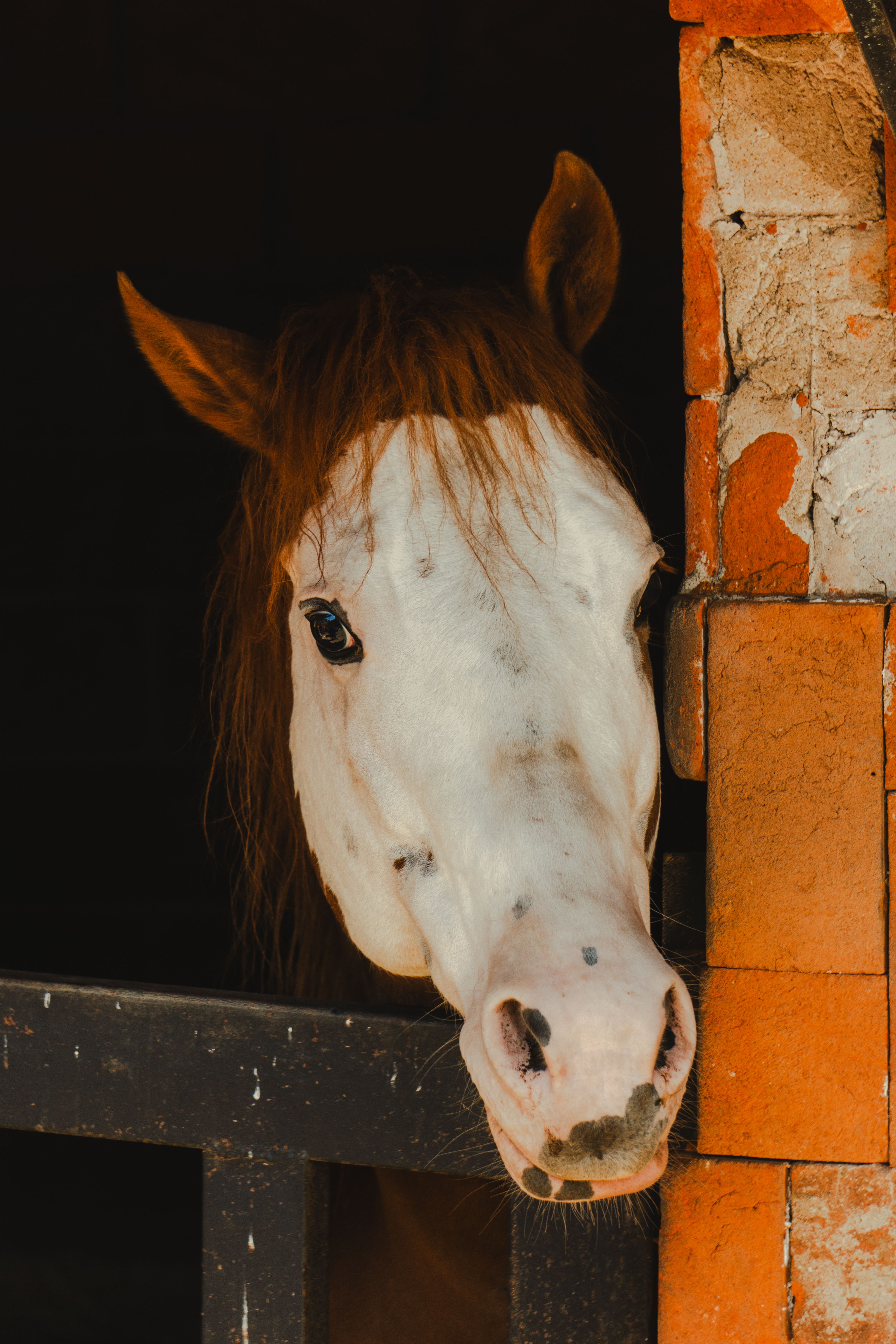 Horse Head in Stable · Free Stock Photo