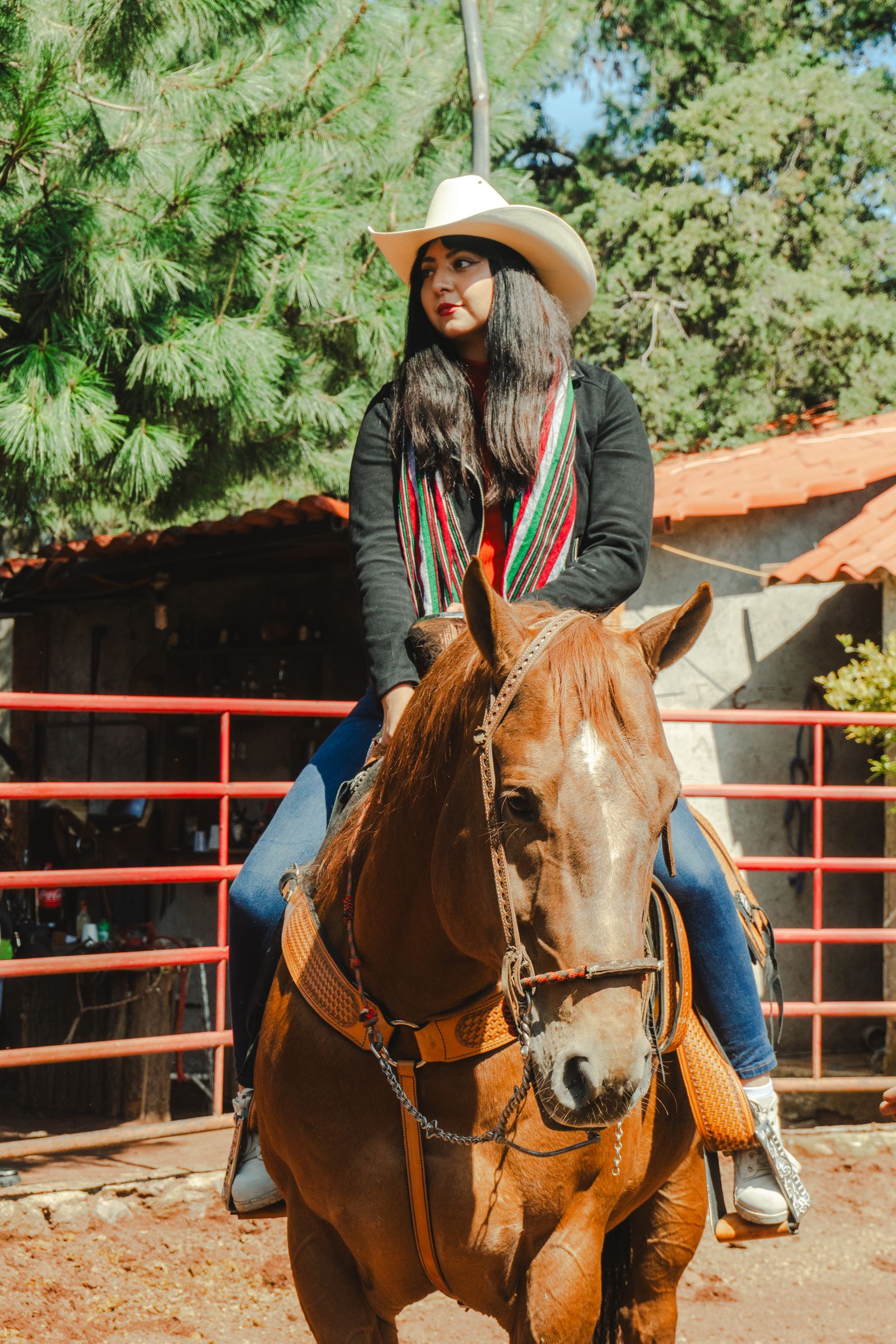 Bleeding Horse Photos, Download The BEST Free Bleeding Horse Stock ...