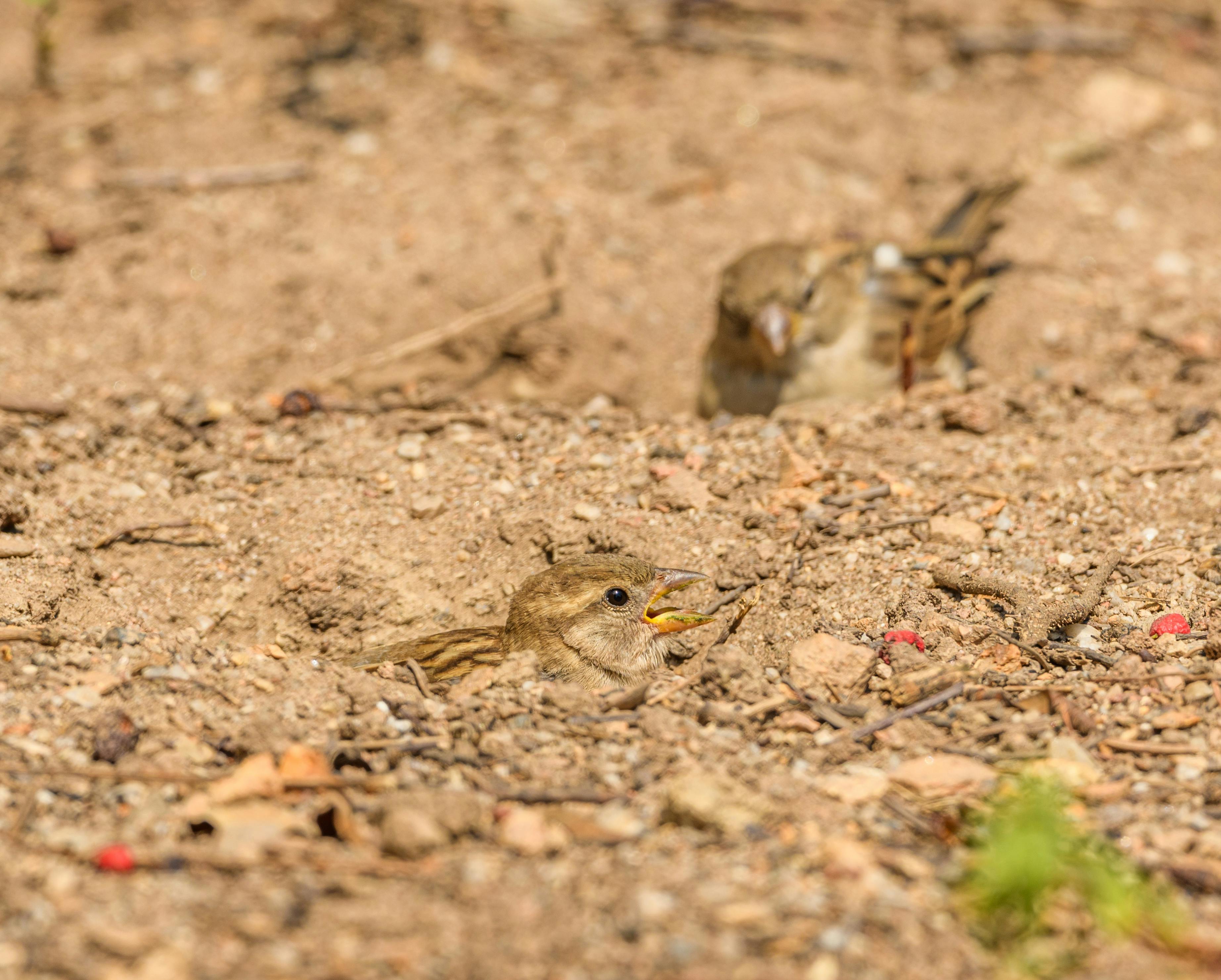 Nesting Techniques Photos, Download The BEST Free Nesting Techniques ...