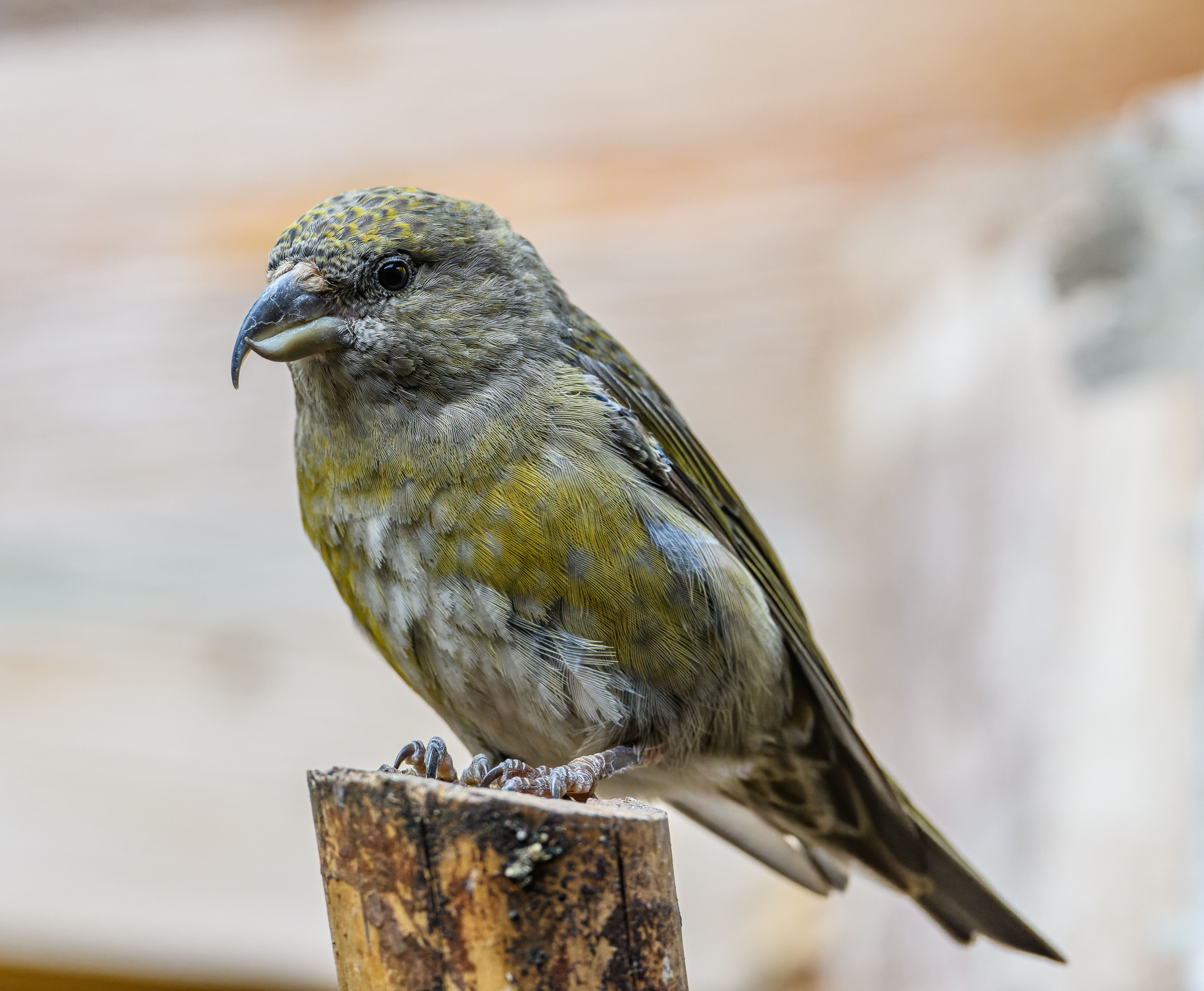 Close up of Red Crossbill · Free Stock Photo