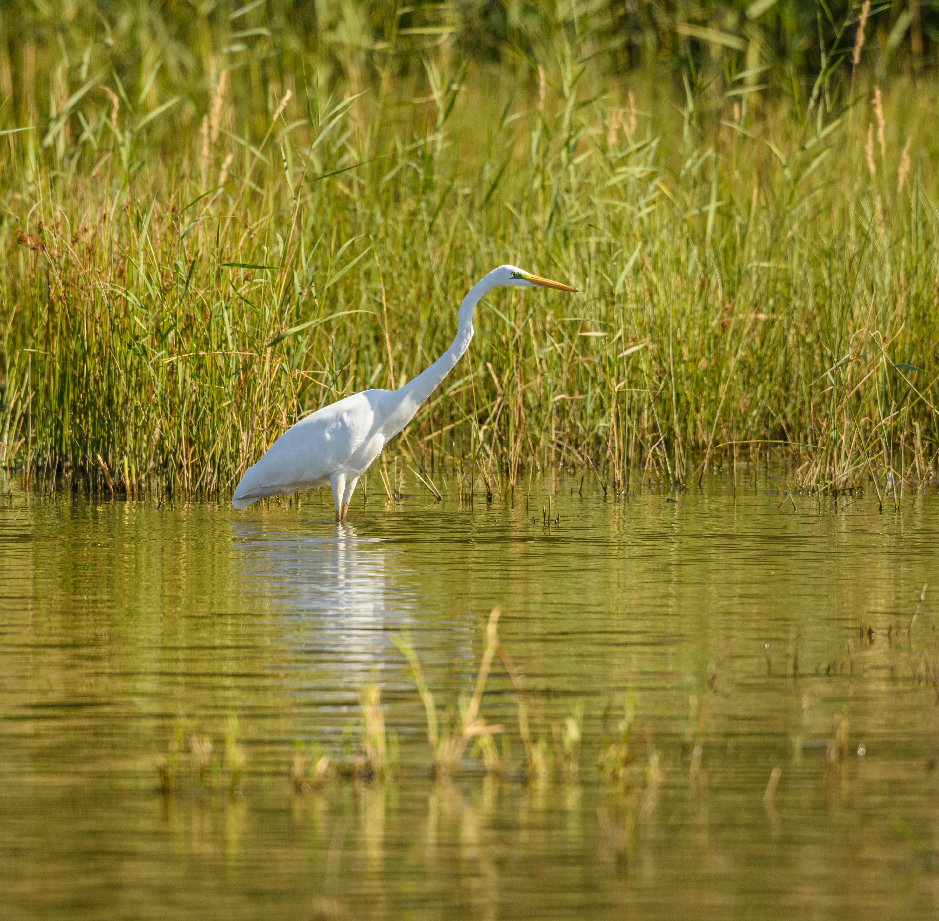A Moose Wading Through A Marsh Photos, Download The BEST Free A Moose ...