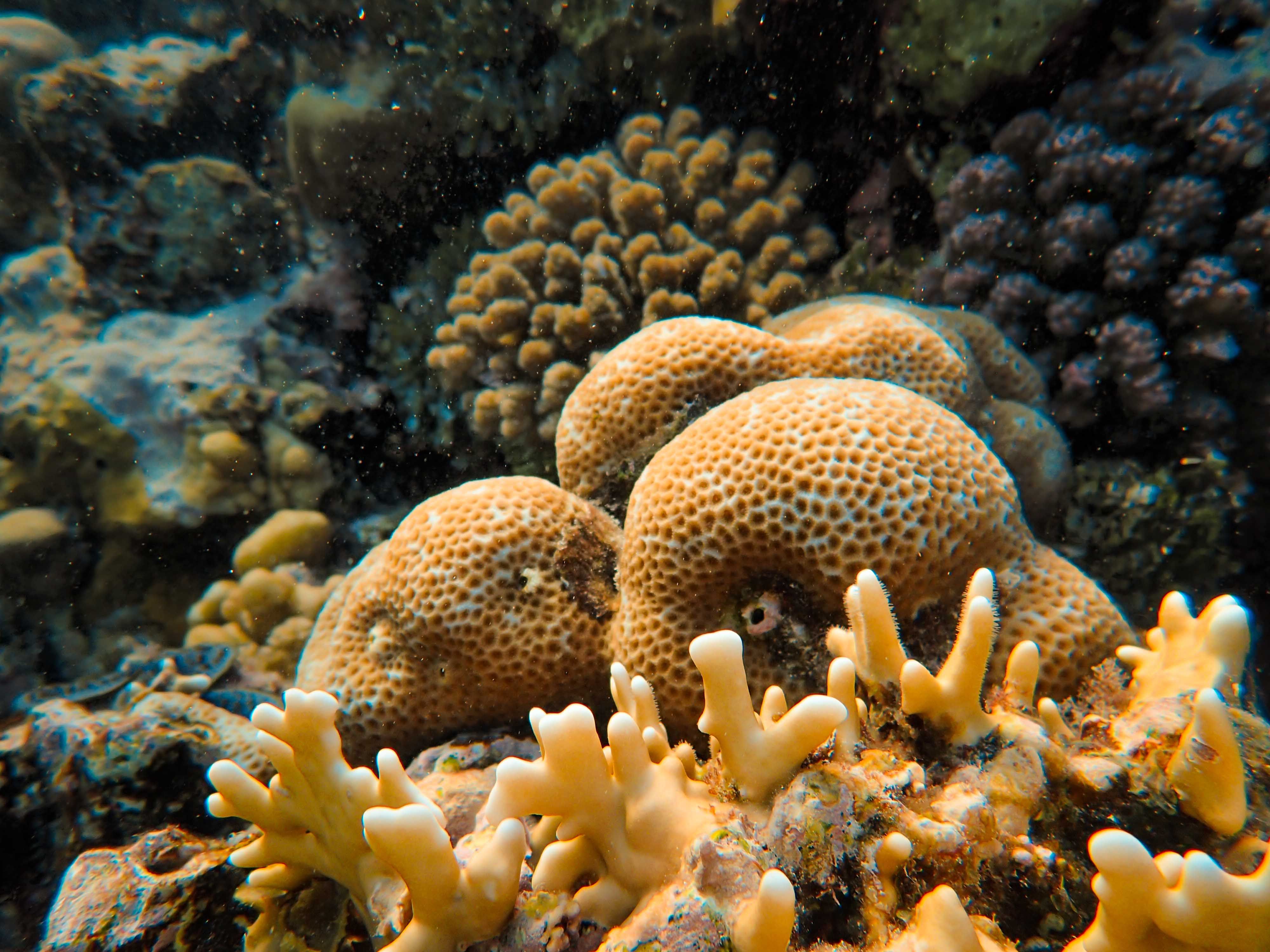 Underwater Photo of a Coral Reef · Free Stock Photo