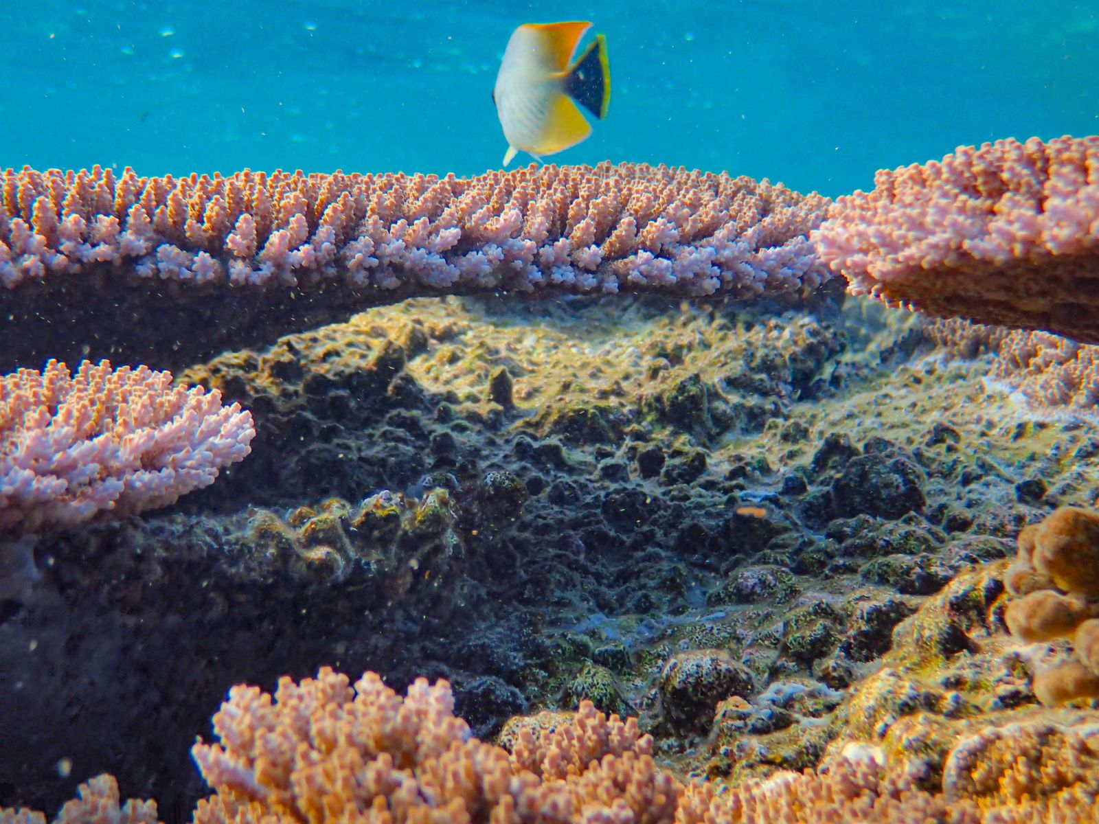 Colorful Coral Reef Photos, Download The BEST Free Colorful Coral Reef ...
