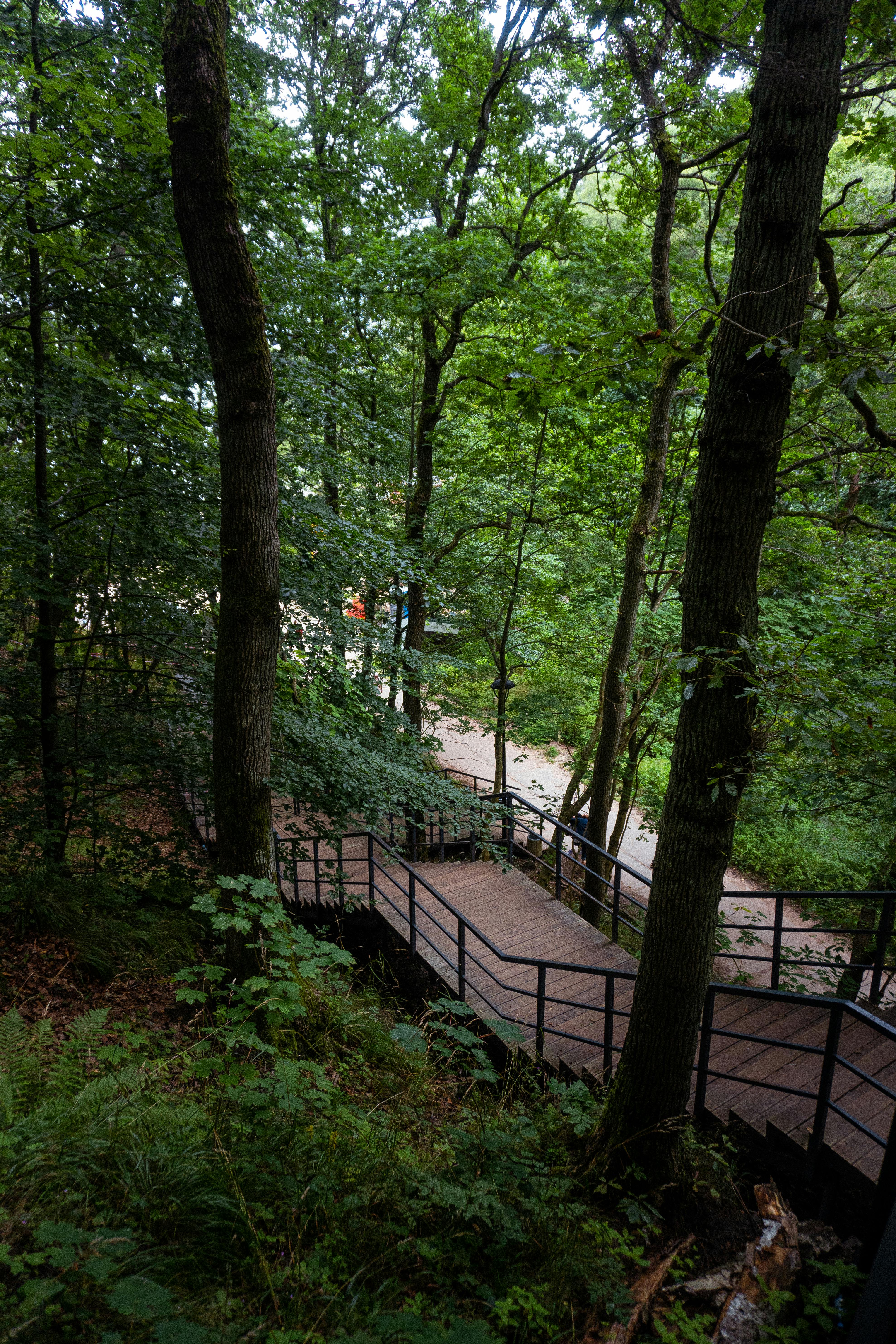 Wooden Bridge Between Trees · Free Stock Photo