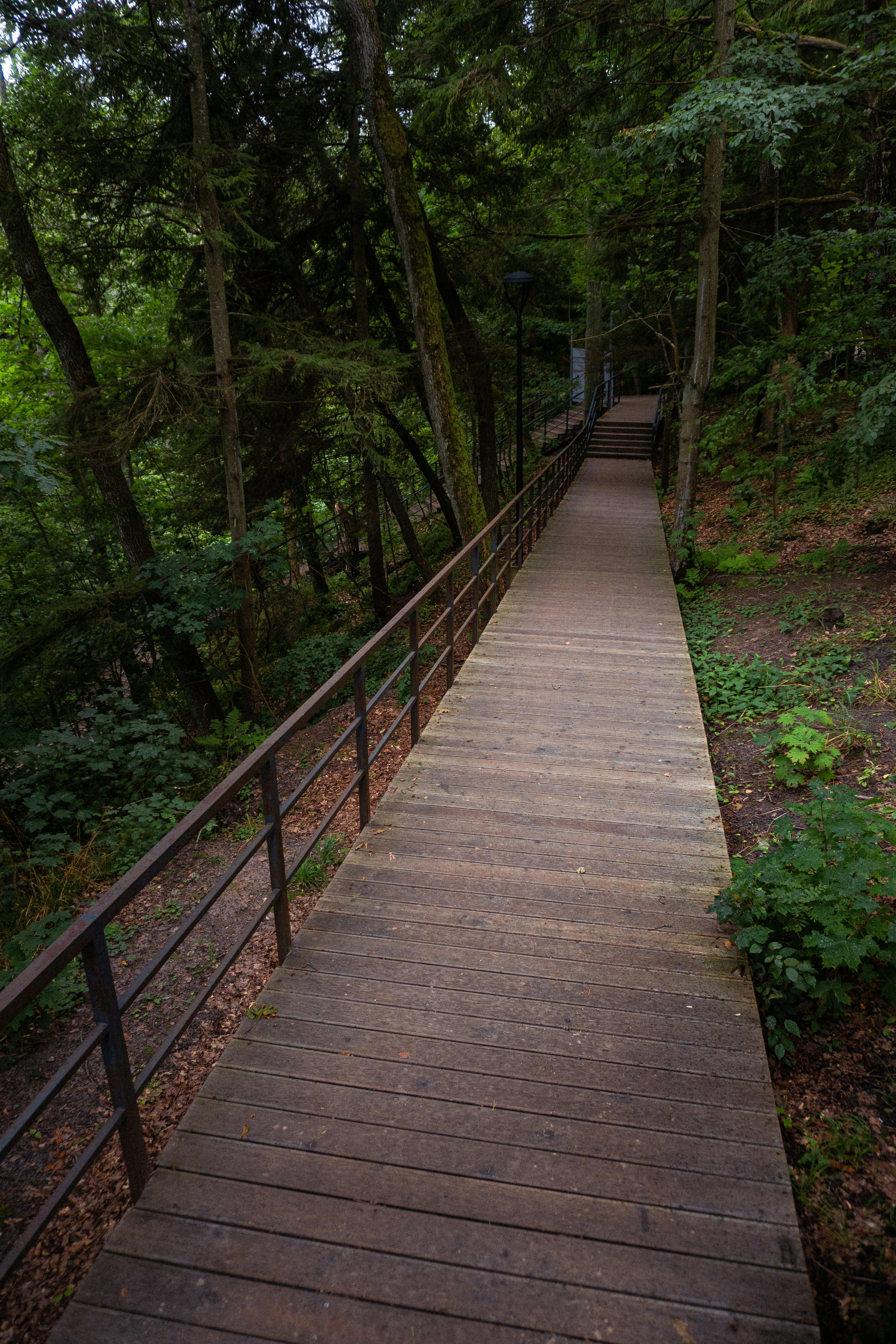 Wooden Bridge Between Trees · Free Stock Photo