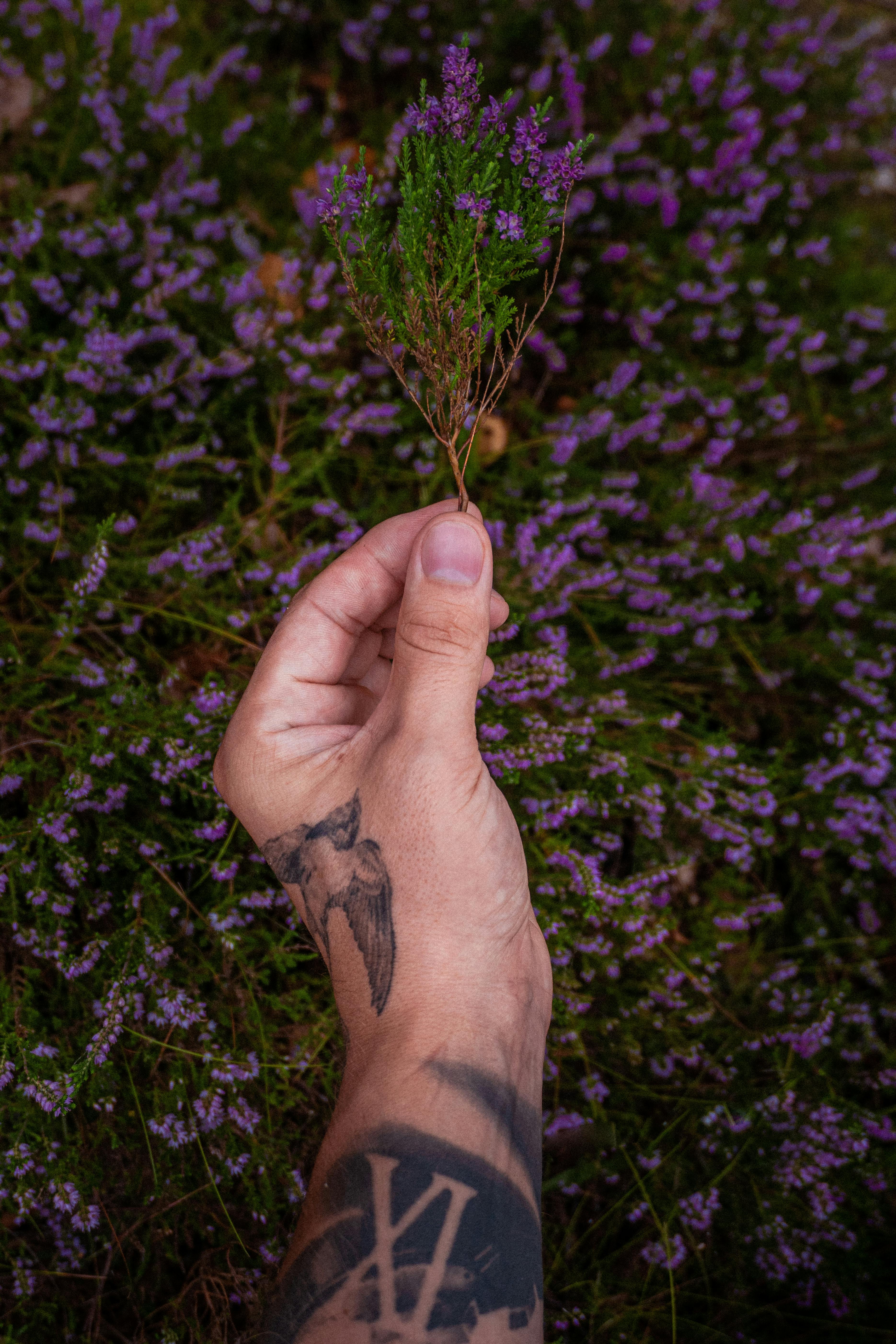 Hand Holding a Heather Sprig · Free Stock Photo