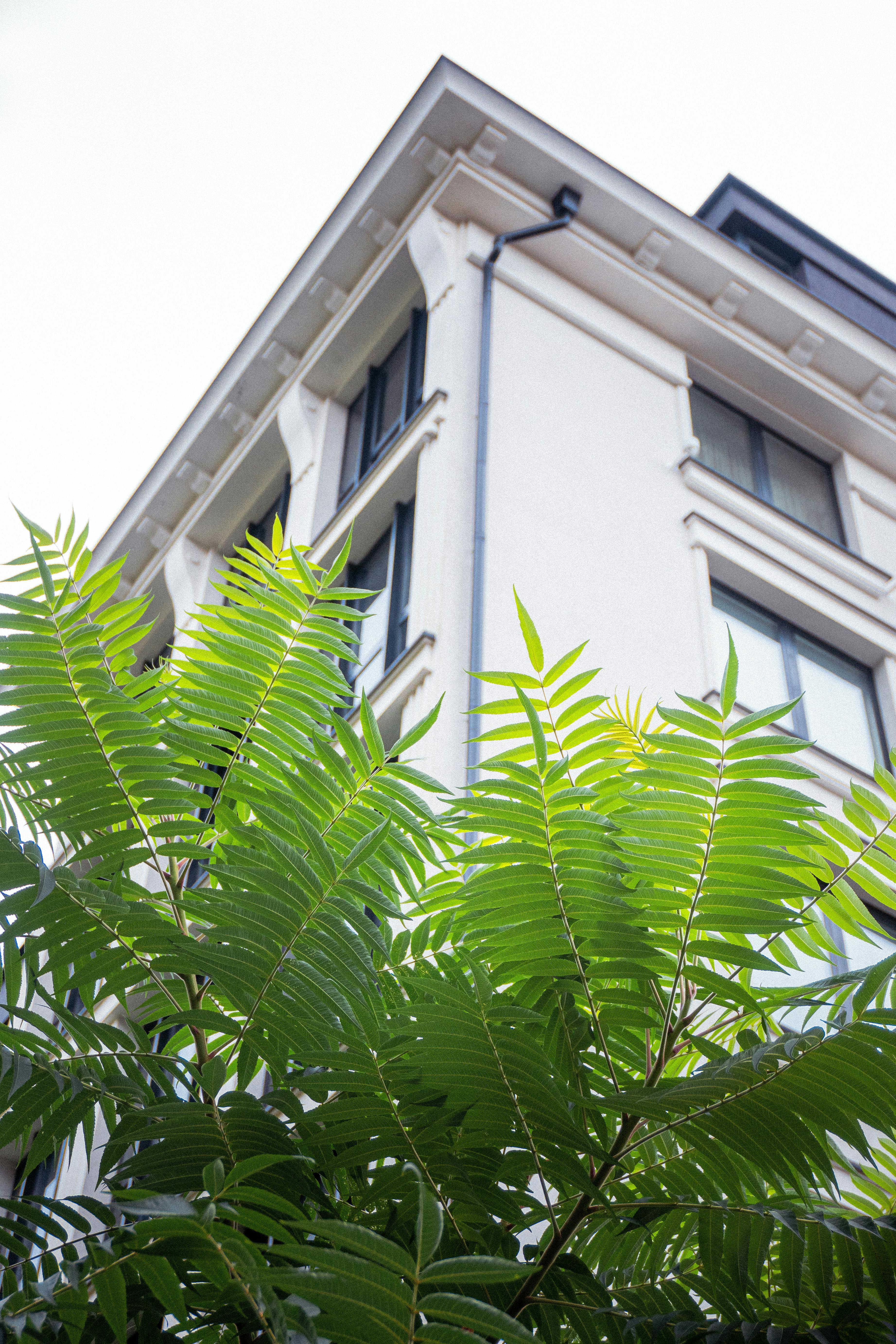 A Fern by a Building · Free Stock Photo