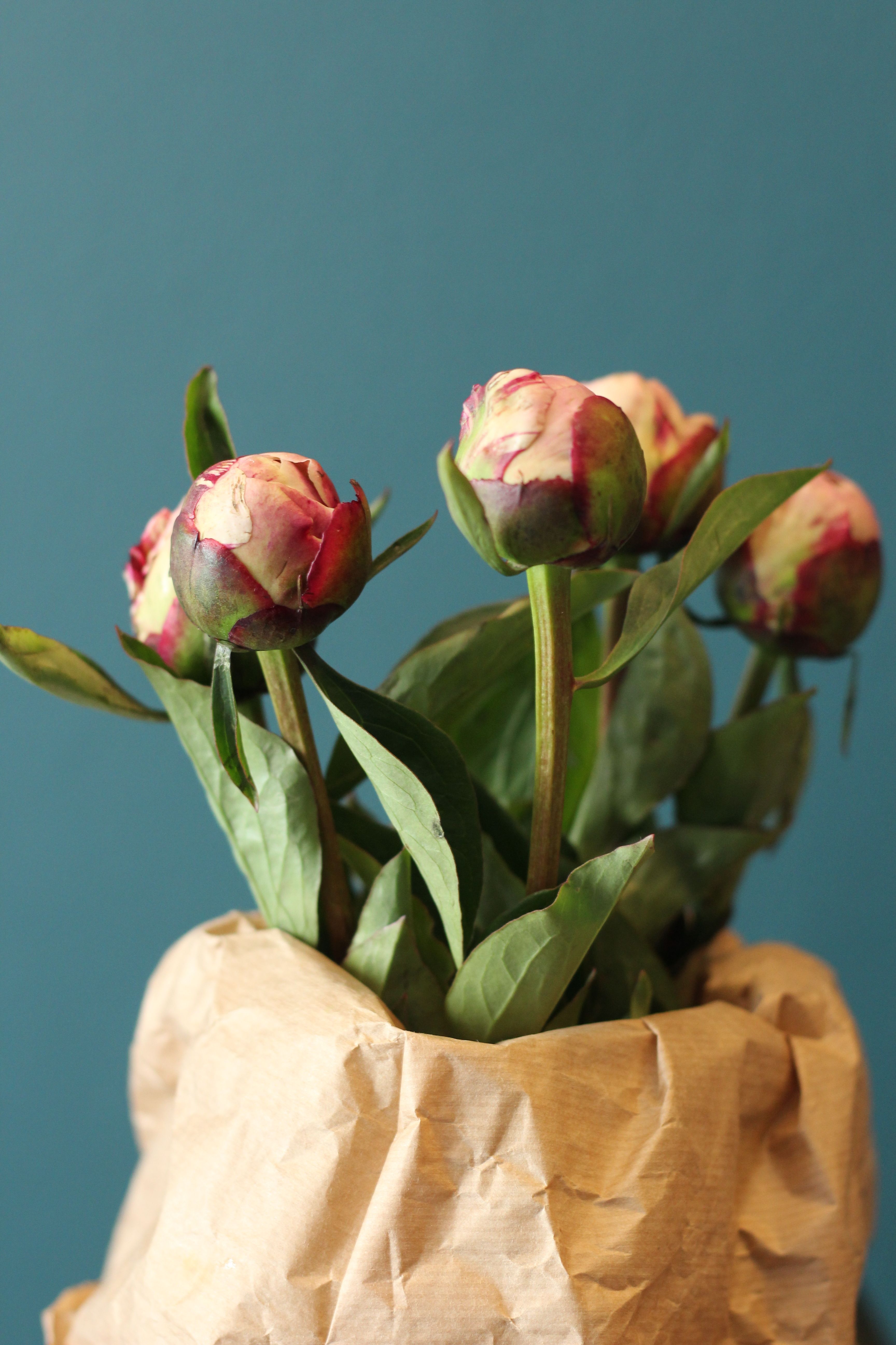 Bouquet of Peonies in Paper · Free Stock Photo