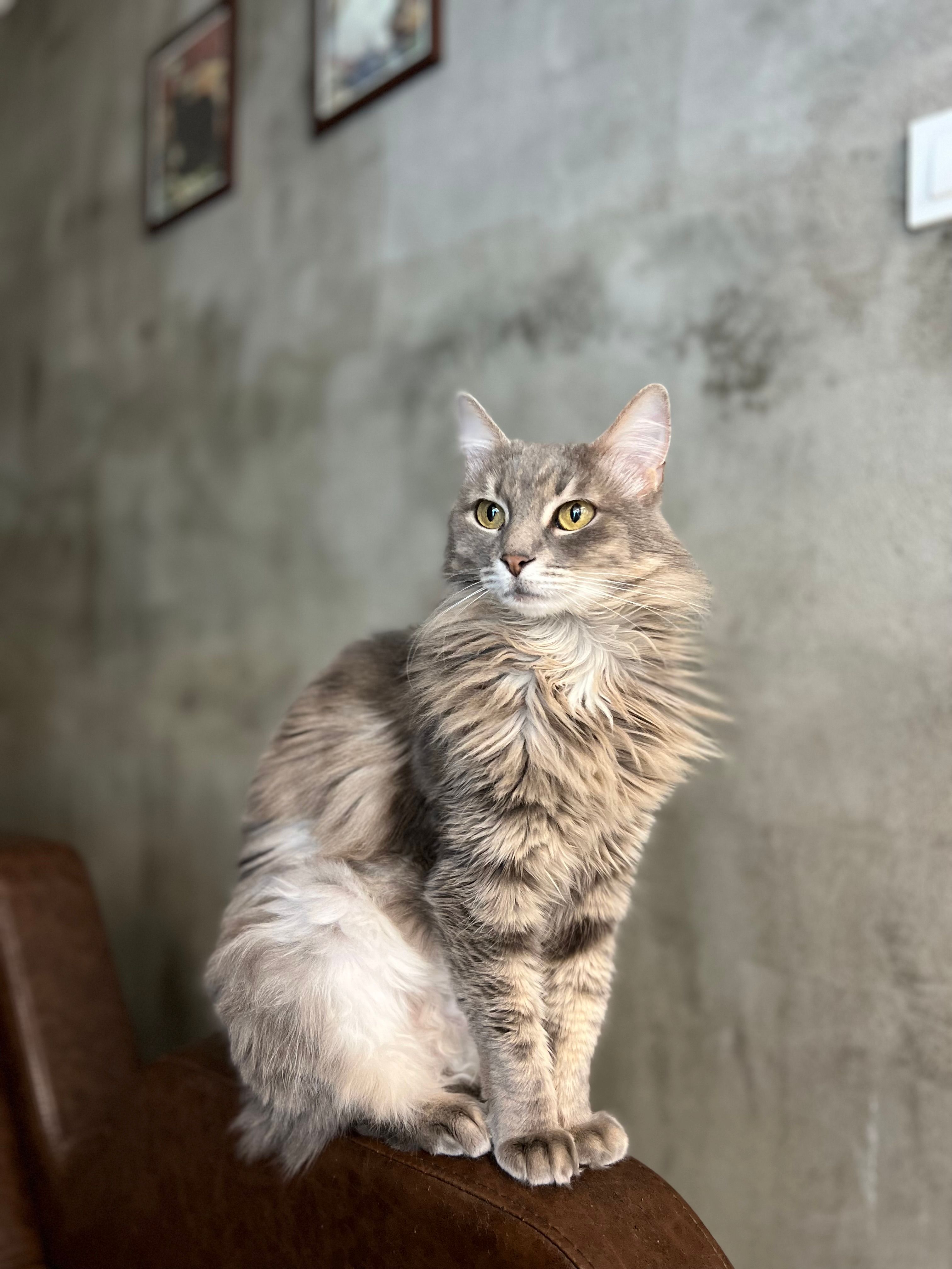 Gray Cat Photos, Download The BEST Free Gray Cat Stock Photos & HD Images