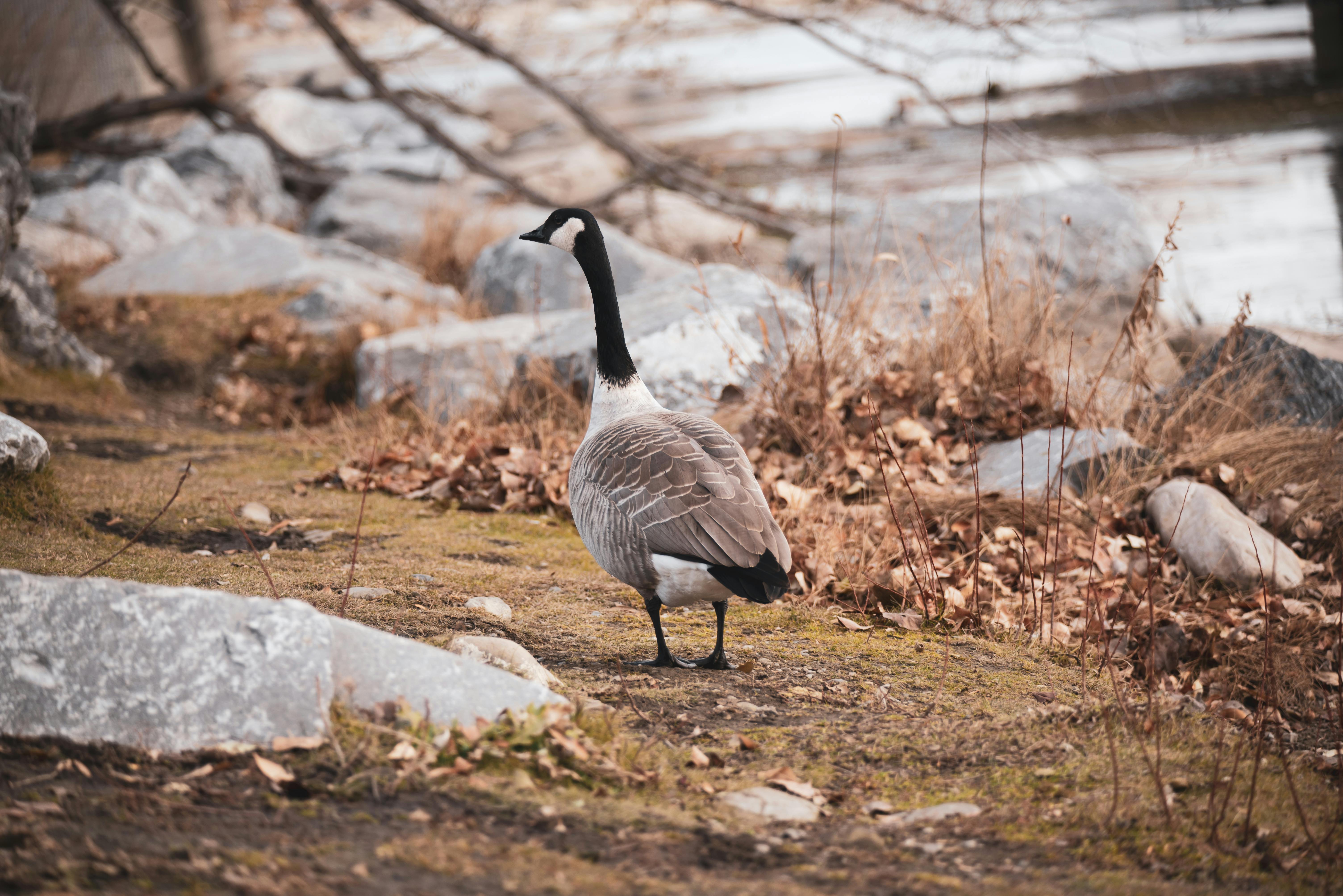 White Goose in a Forest · Free Stock Photo