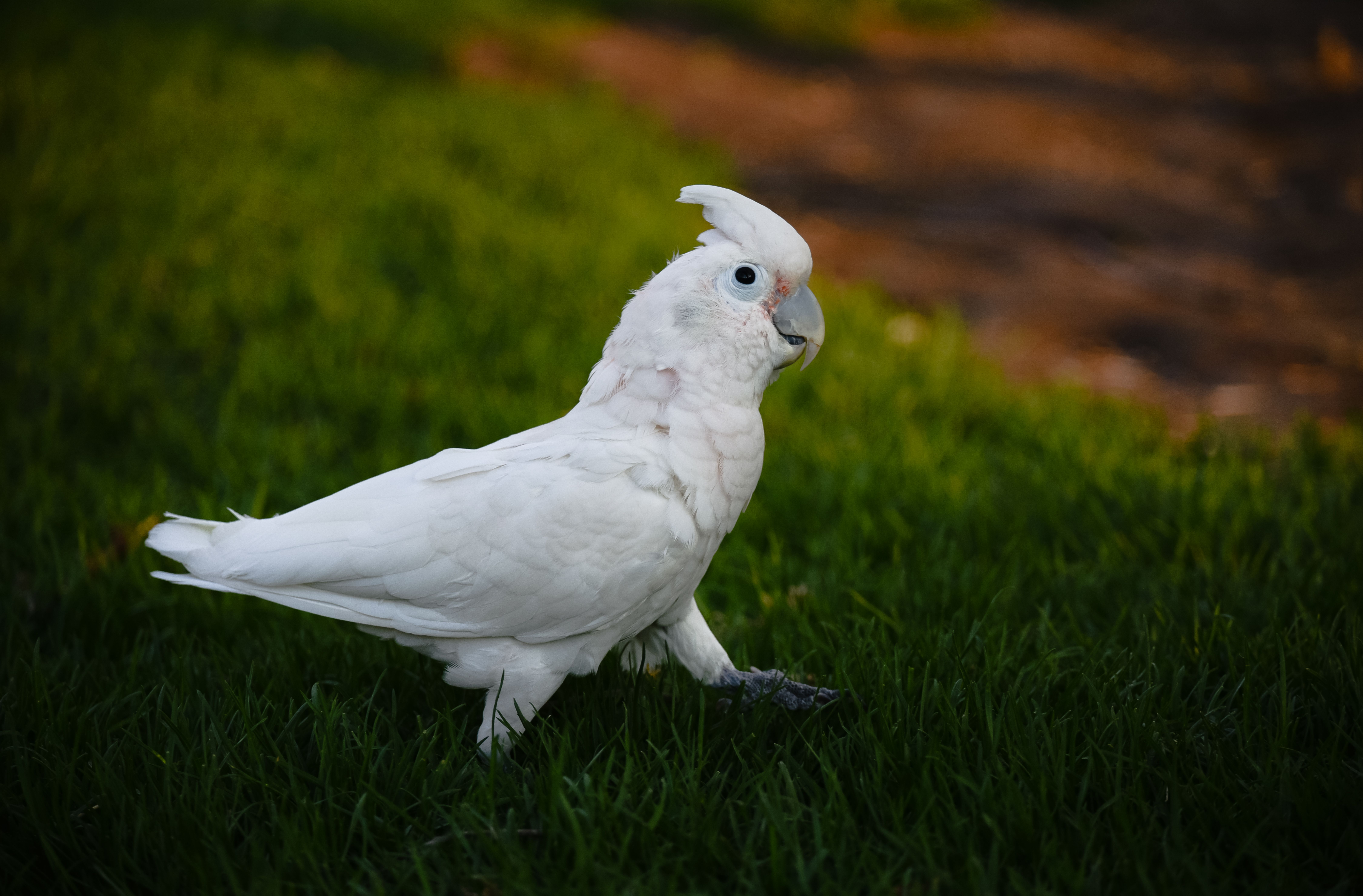 White Cockatoo Parrot · Free Stock Photo