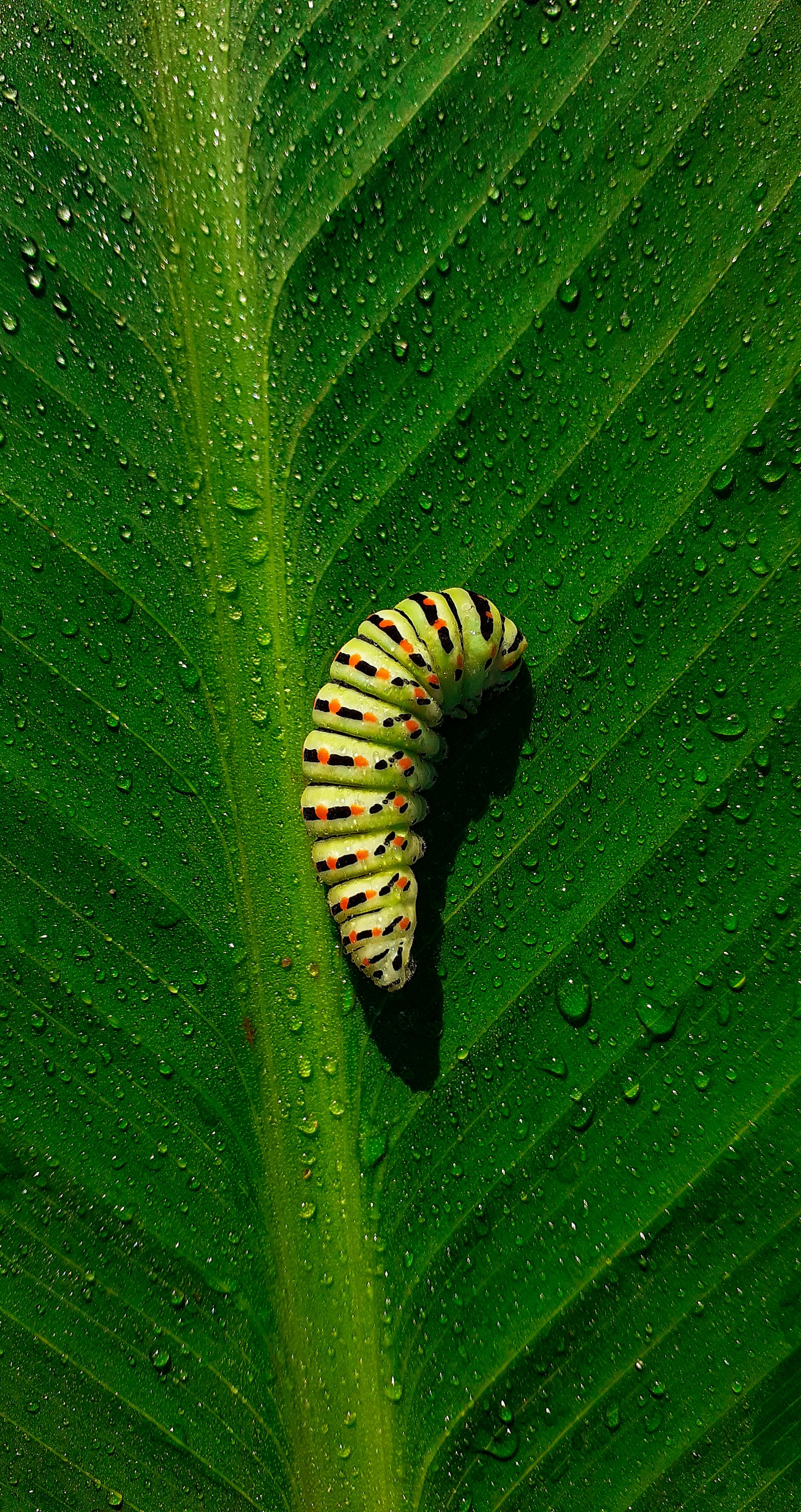 Leaf Muscle Photos, Download The BEST Free Leaf Muscle Stock Photos ...
