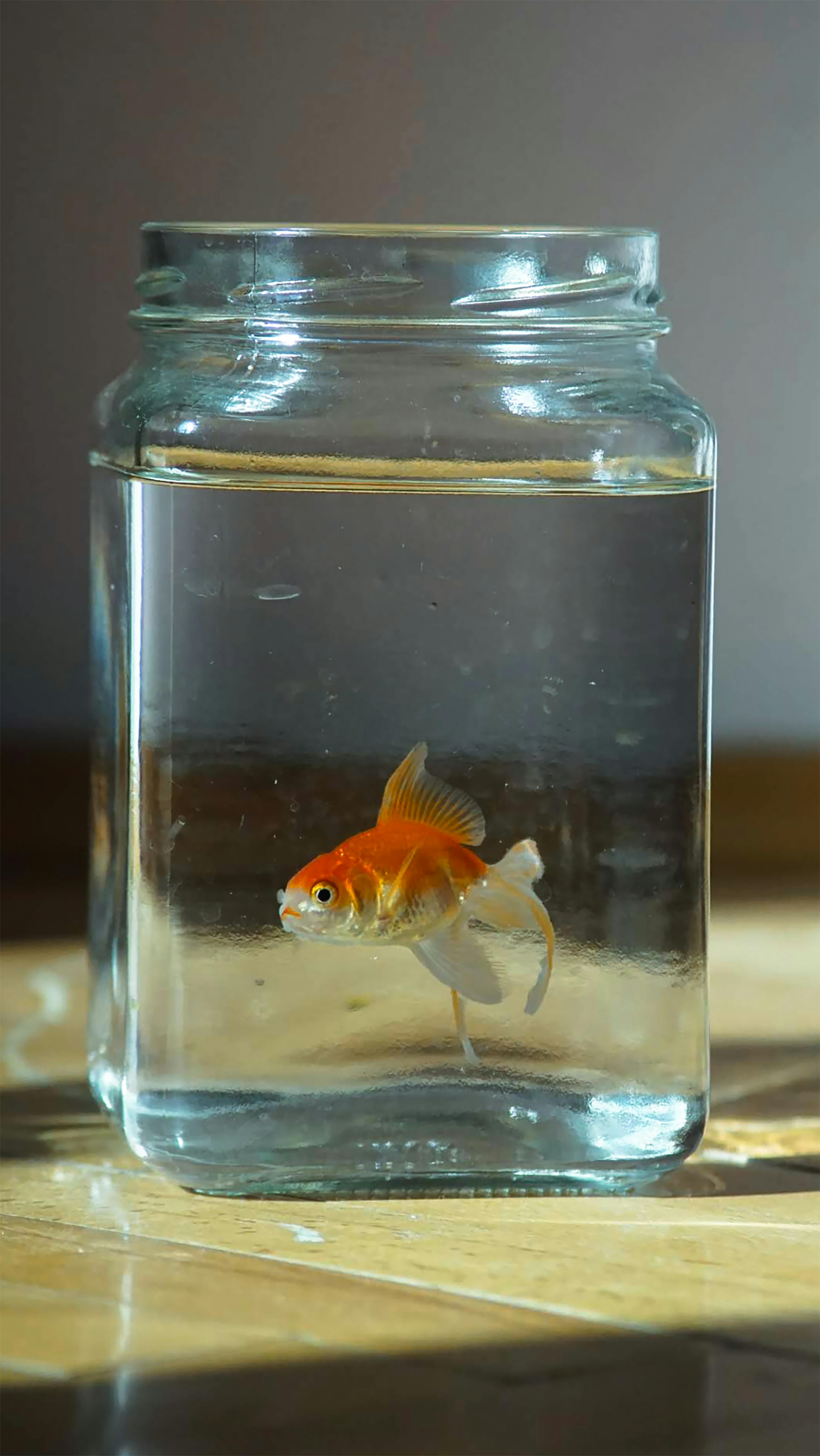 A Goldfish Inside A Glass Pitcher With Water · Free Stock Photo