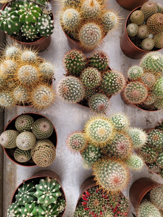 Choice of Potted Cacti · Free Stock Photo
