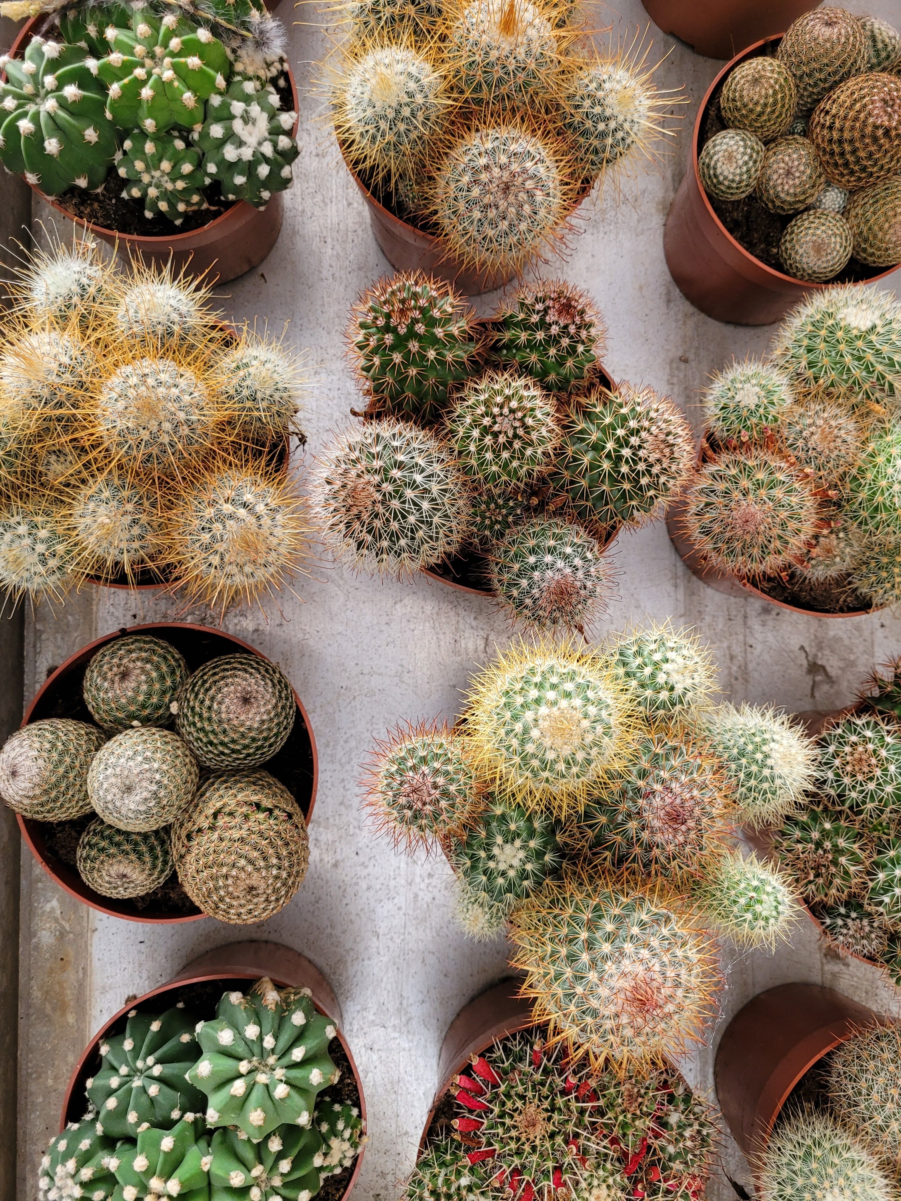 Foto de stock gratuita sobre acícula, afilado, bitki, botánico, cactus ...