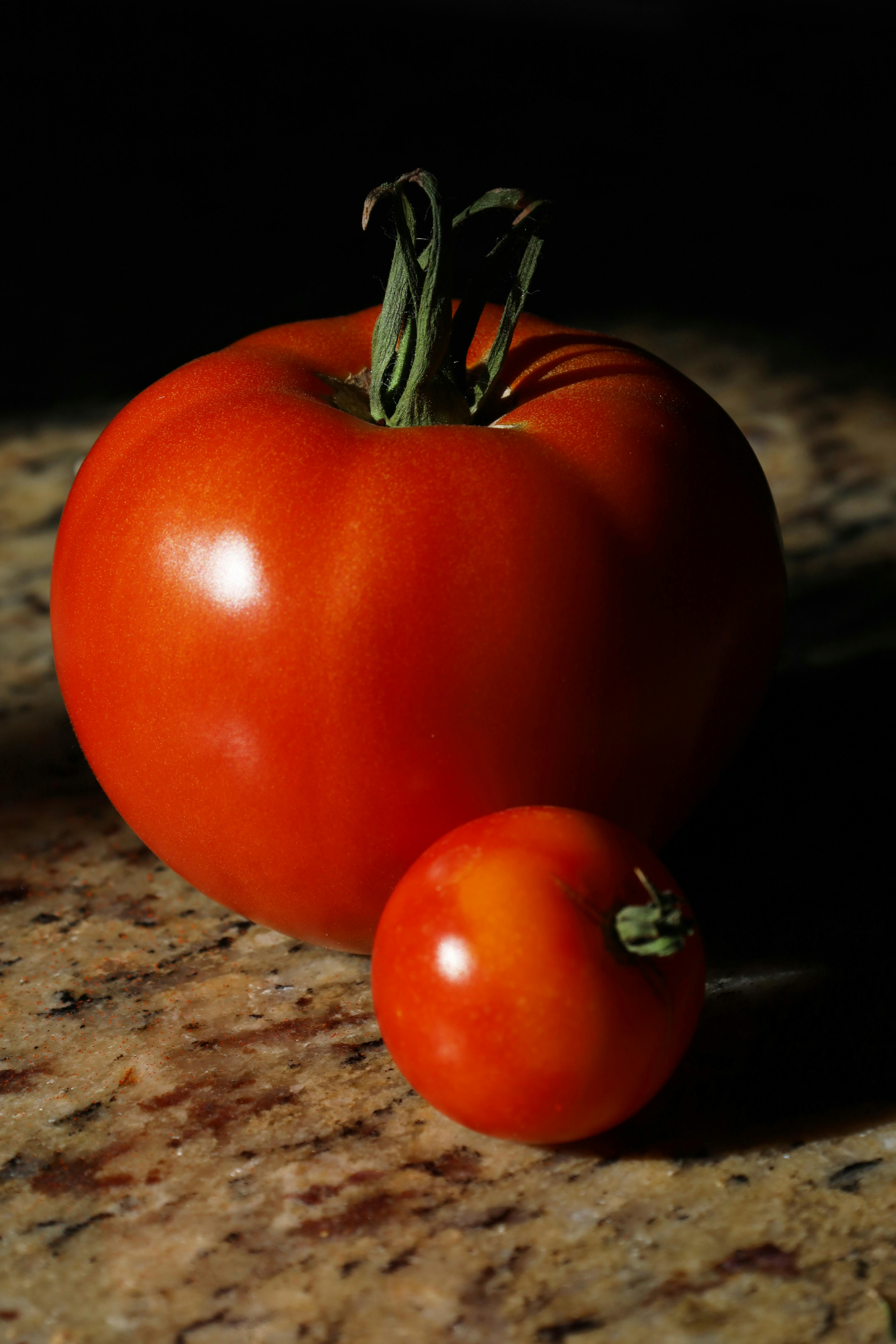 Two Tomatoes in Sunlight · Free Stock Photo