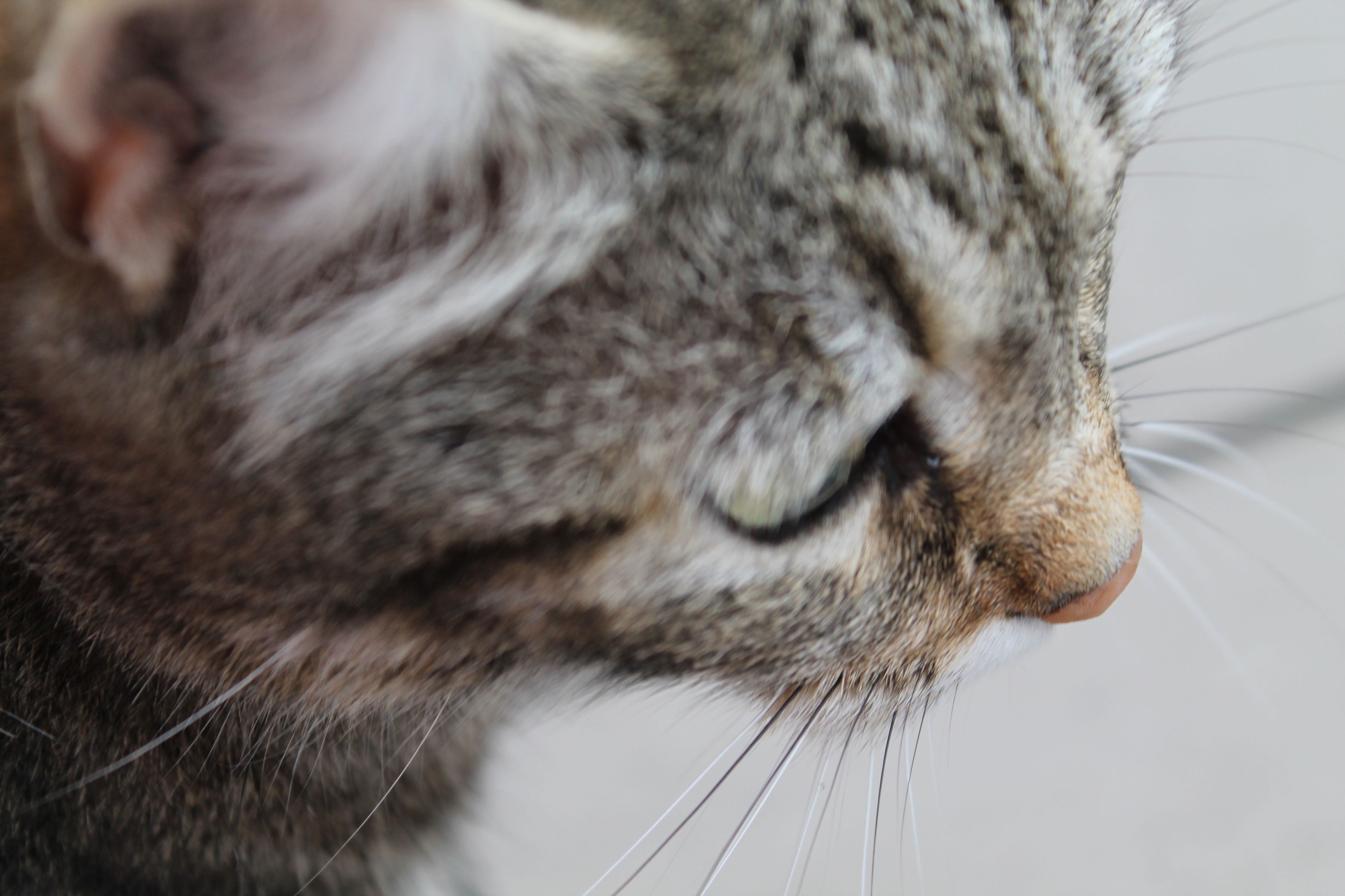 Kostenloses Foto Zum Thema Katze Katzen Niedlich kostenloses-foto-zum-thema-katze-katzen-niedlich