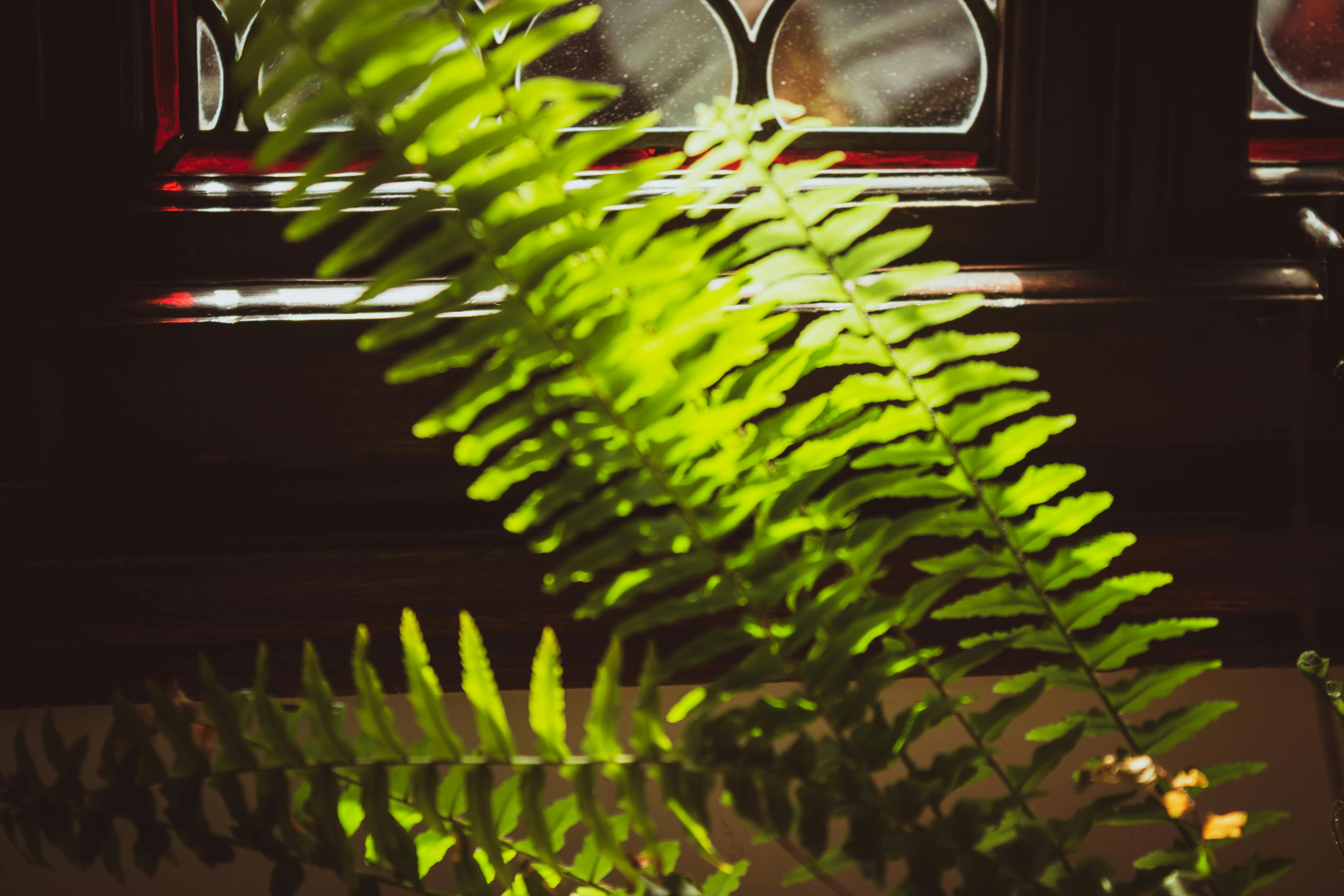 RM / Greenery 33 Photos & Videos Collected by Reanimated Man X