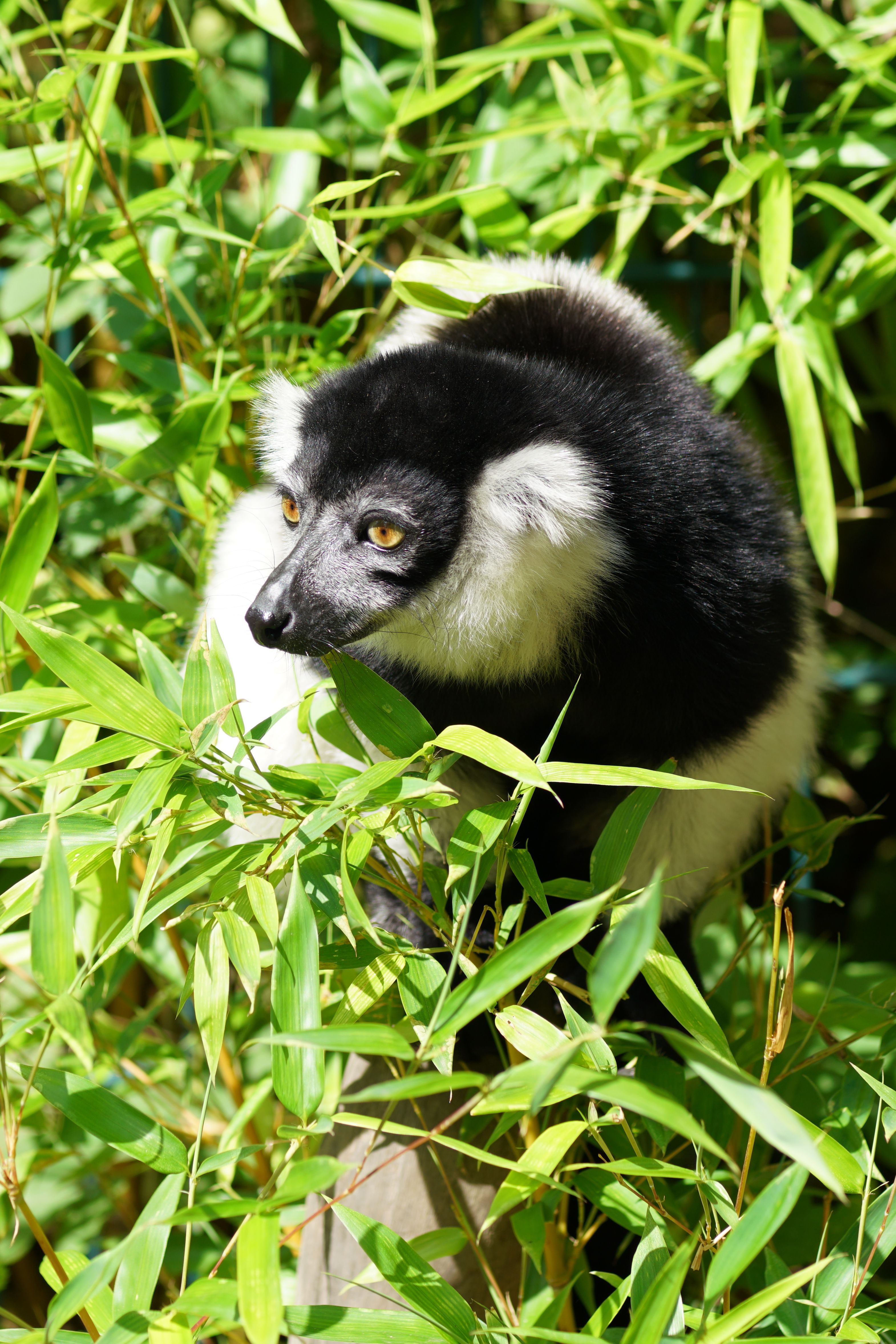 Cute Indri Among Leaves · Free Stock Photo