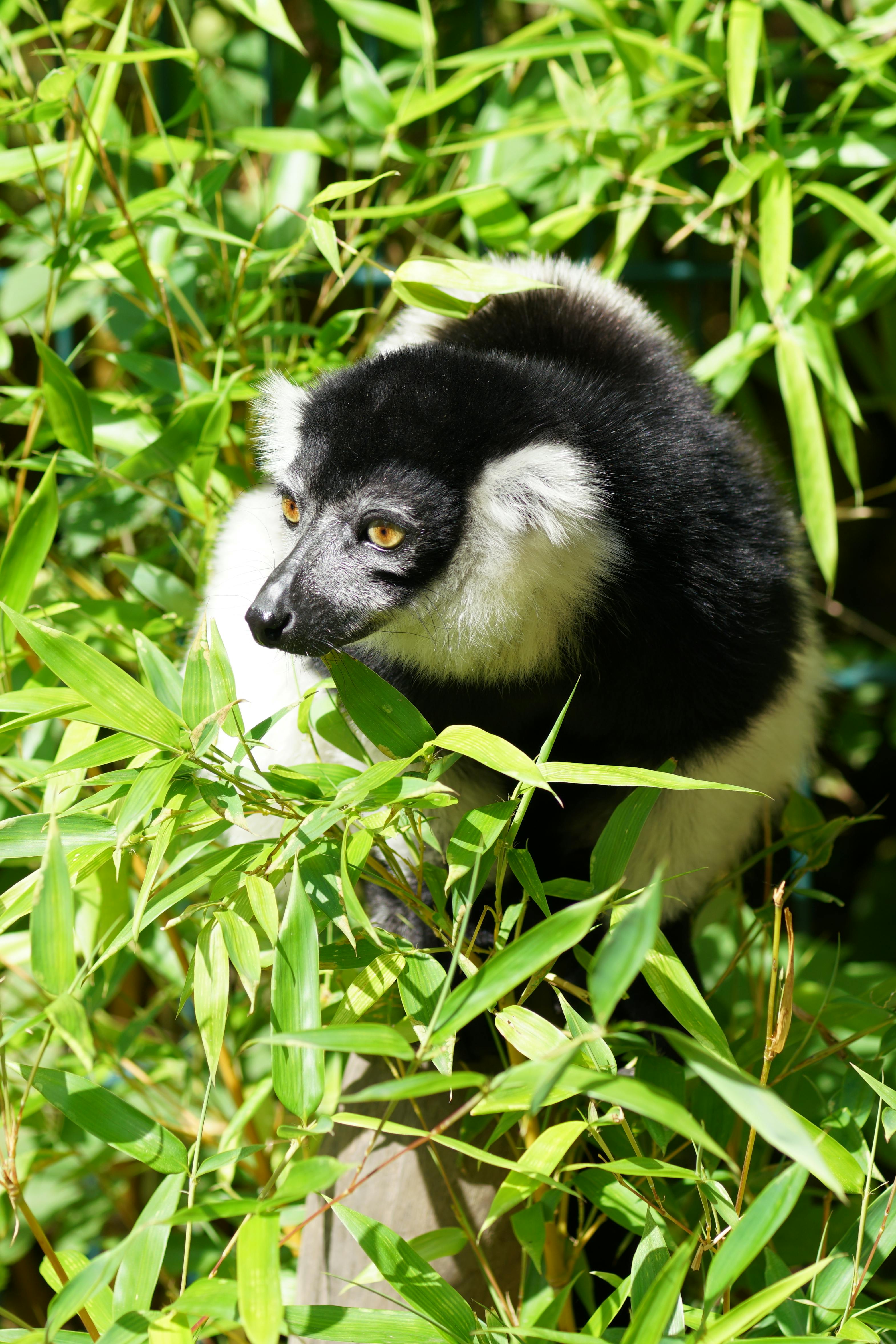 Cute Indri Among Leaves · Free Stock Photo
