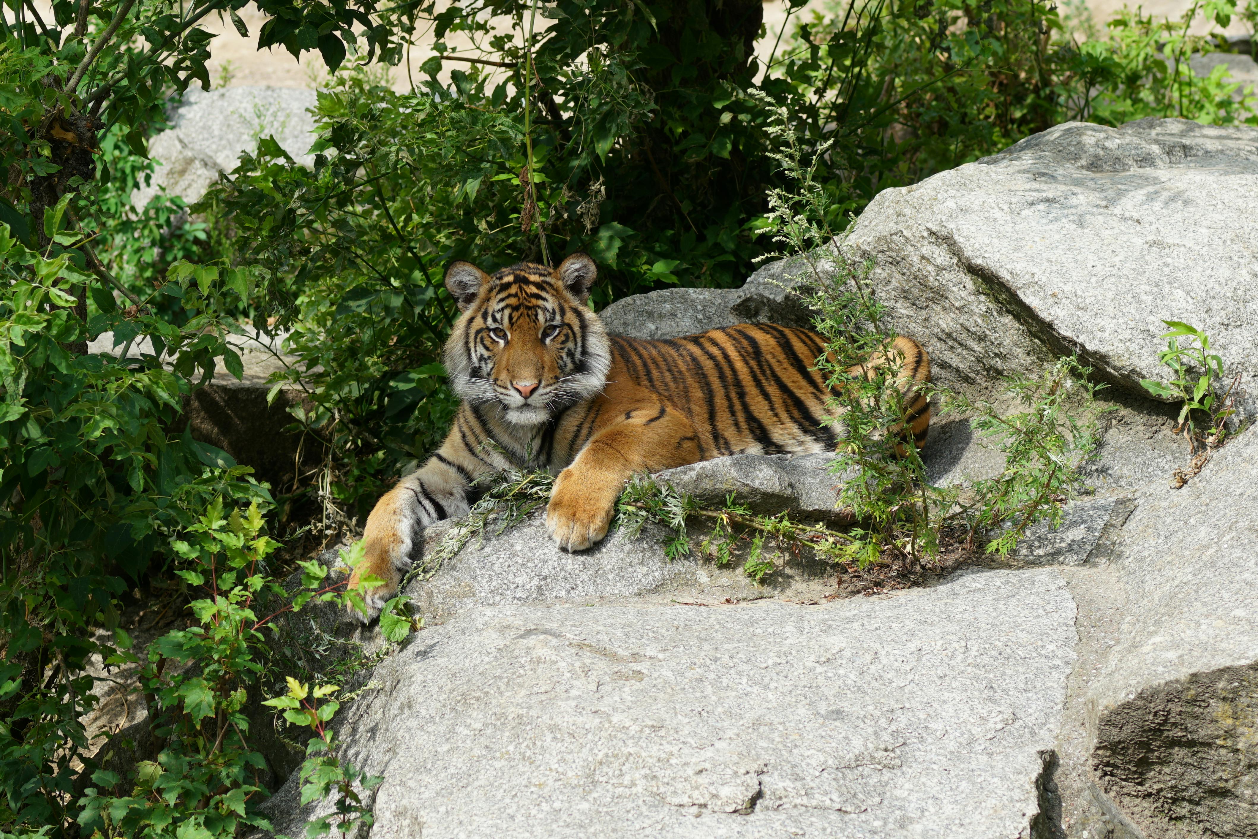 Tiger Posture Photos, Download The BEST Free Tiger Posture Stock Photos ...