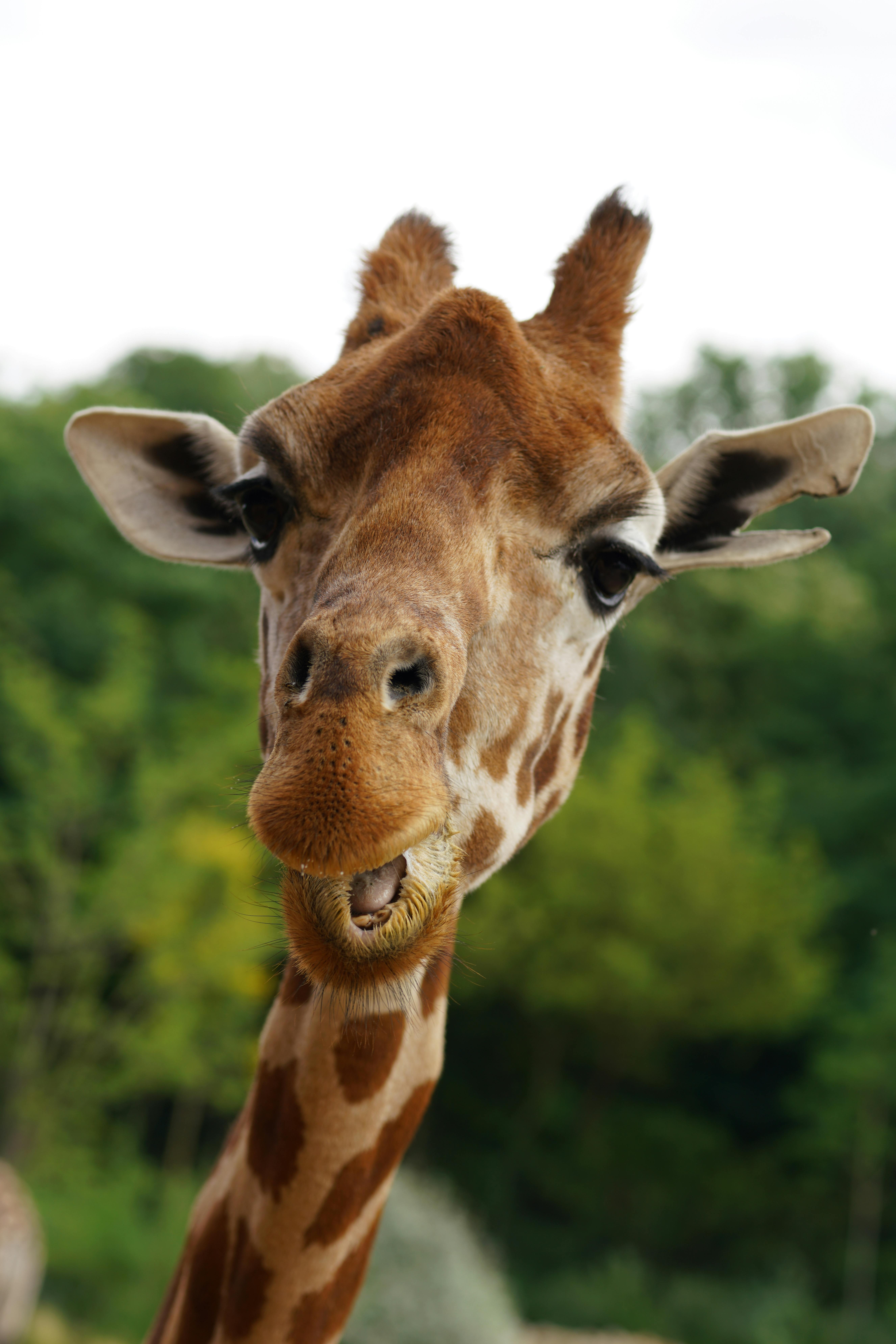 Portrait of a Giraffe · Free Stock Photo