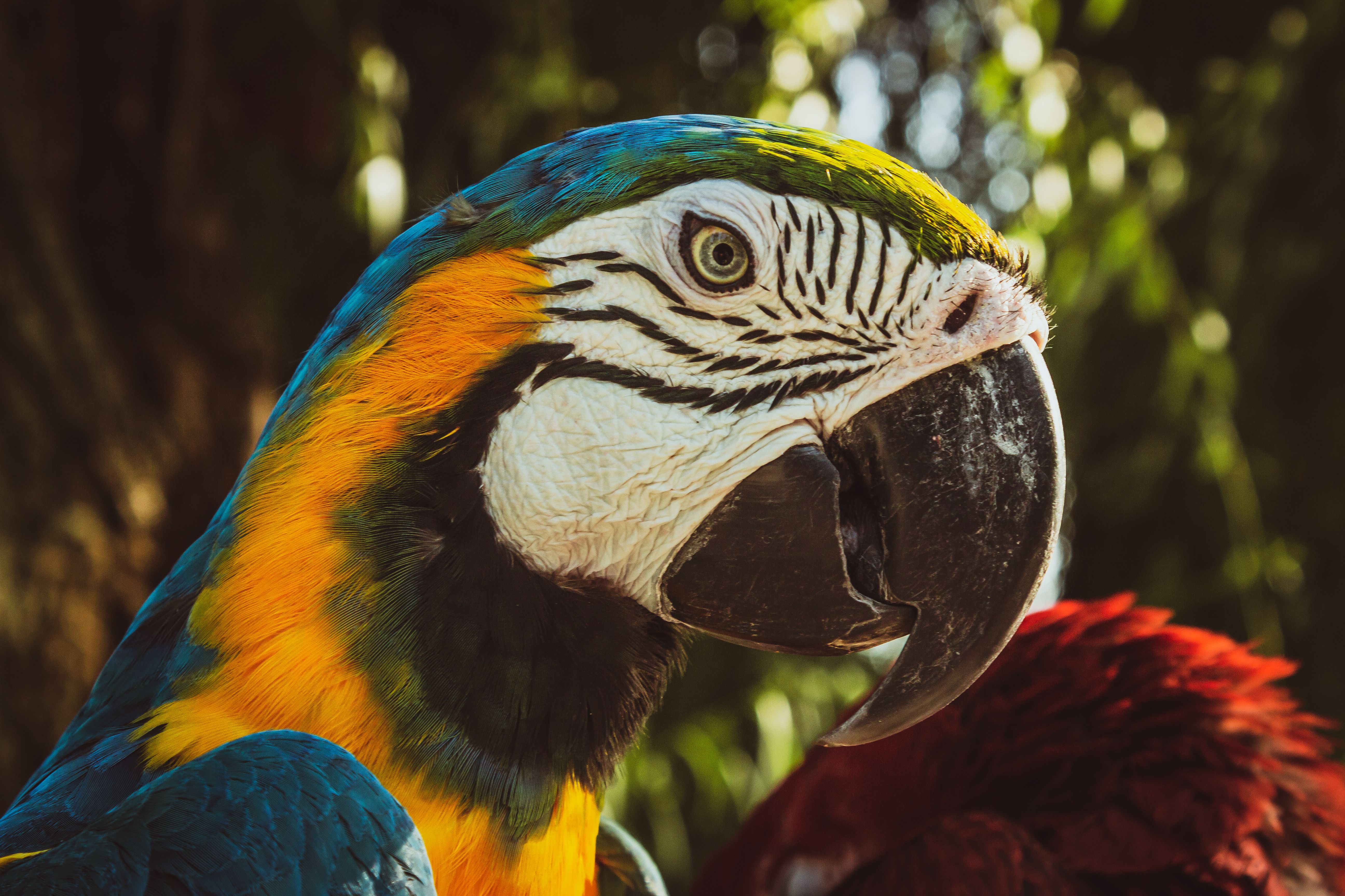 Foto de stock gratuita sobre al aire libre, amarillo, amazonas, américa ...