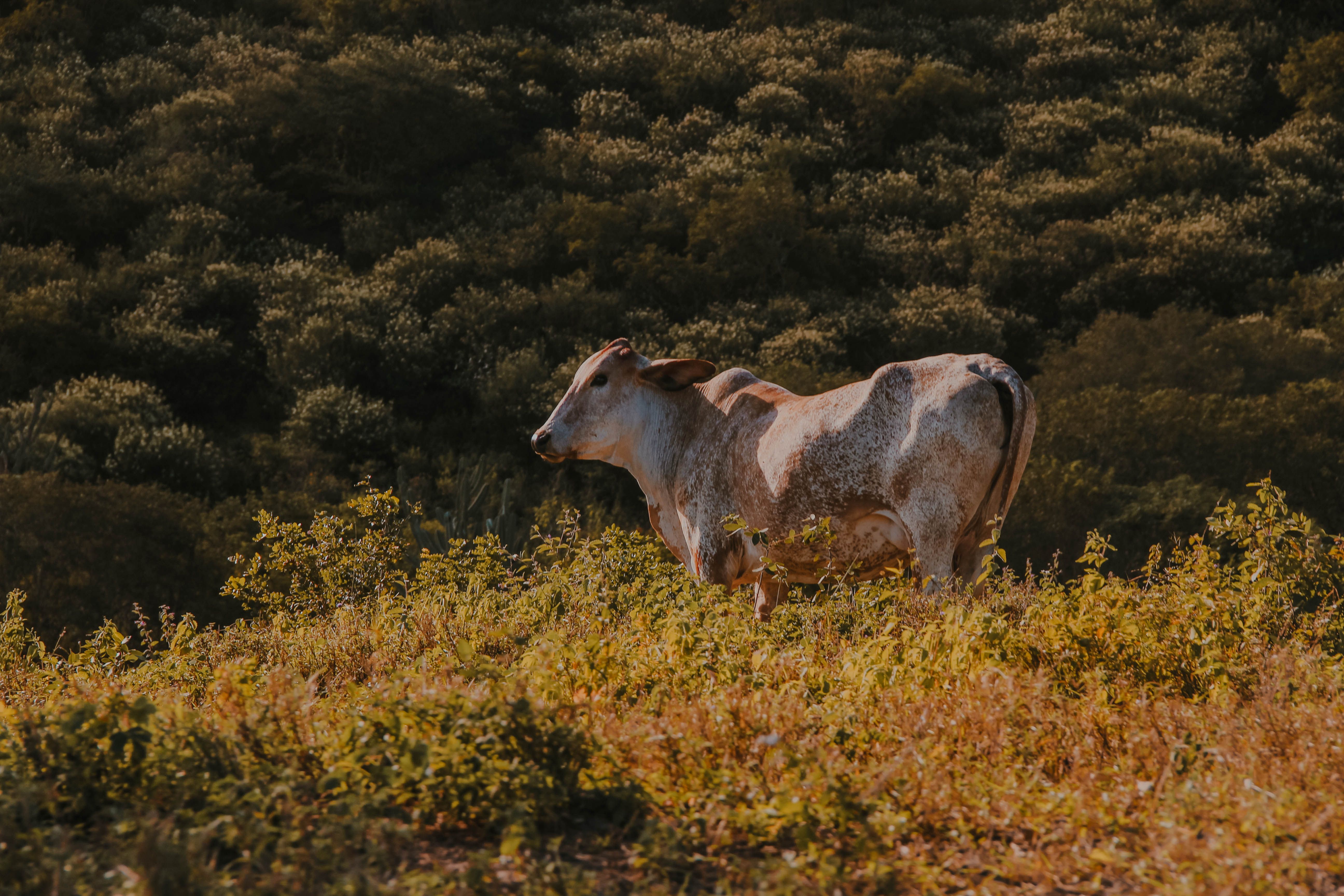 White Cow on Field in Countryside · Free Stock Photo