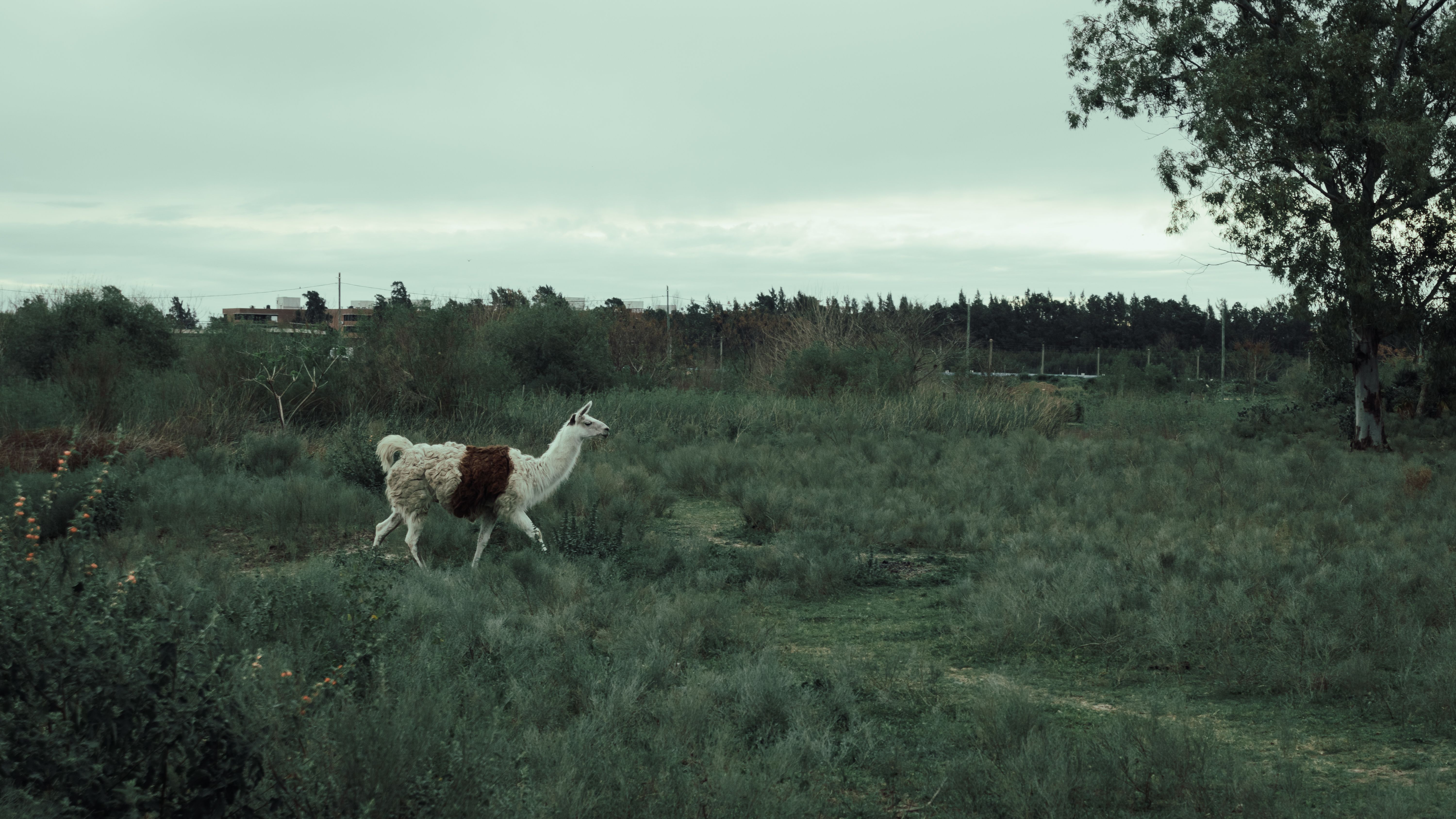 Foto de stock gratuita sobre al aire libre, américa del sur, america ...