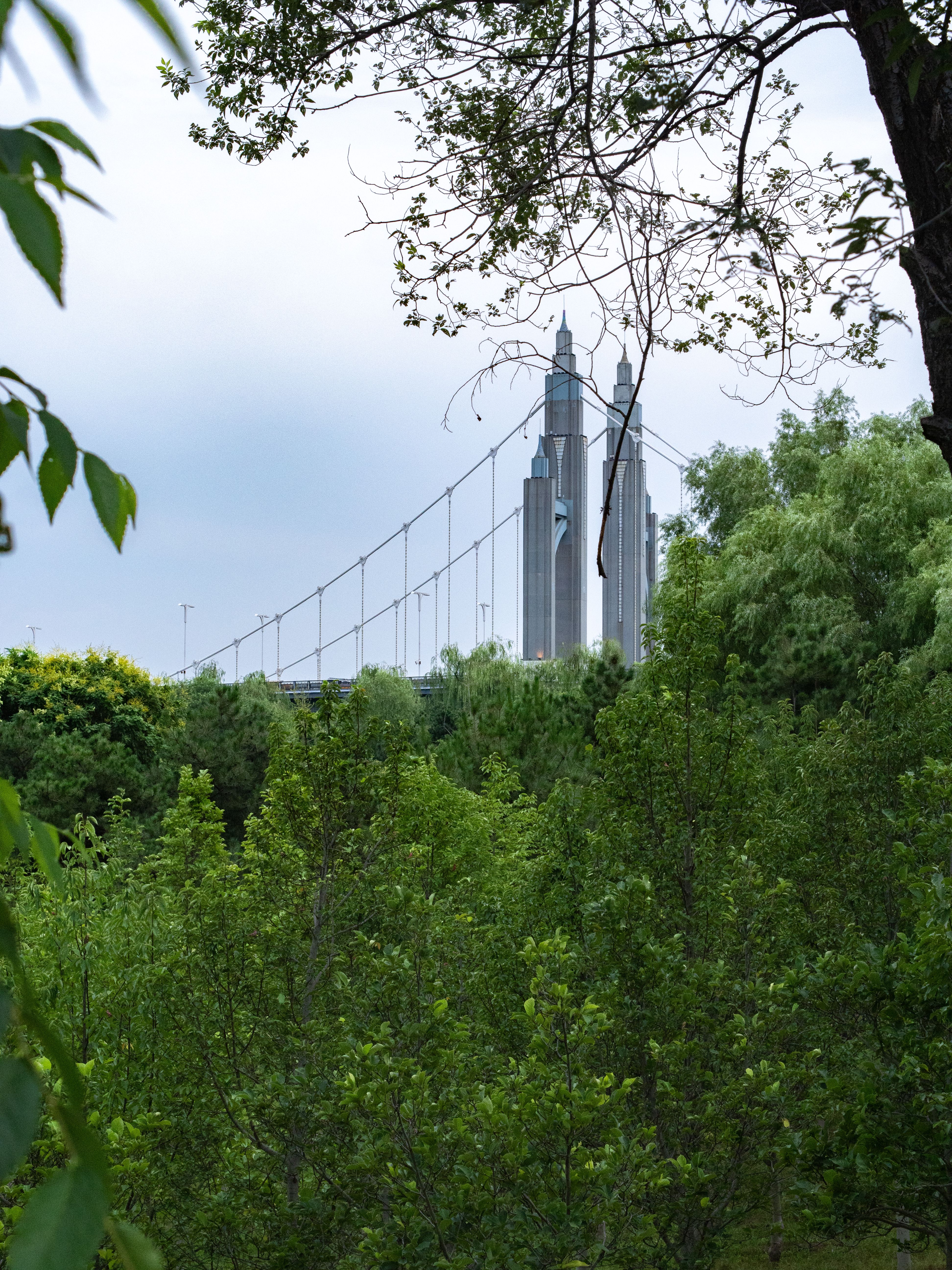Modern Suspension Bridge Behind the Forest · Free Stock Photo