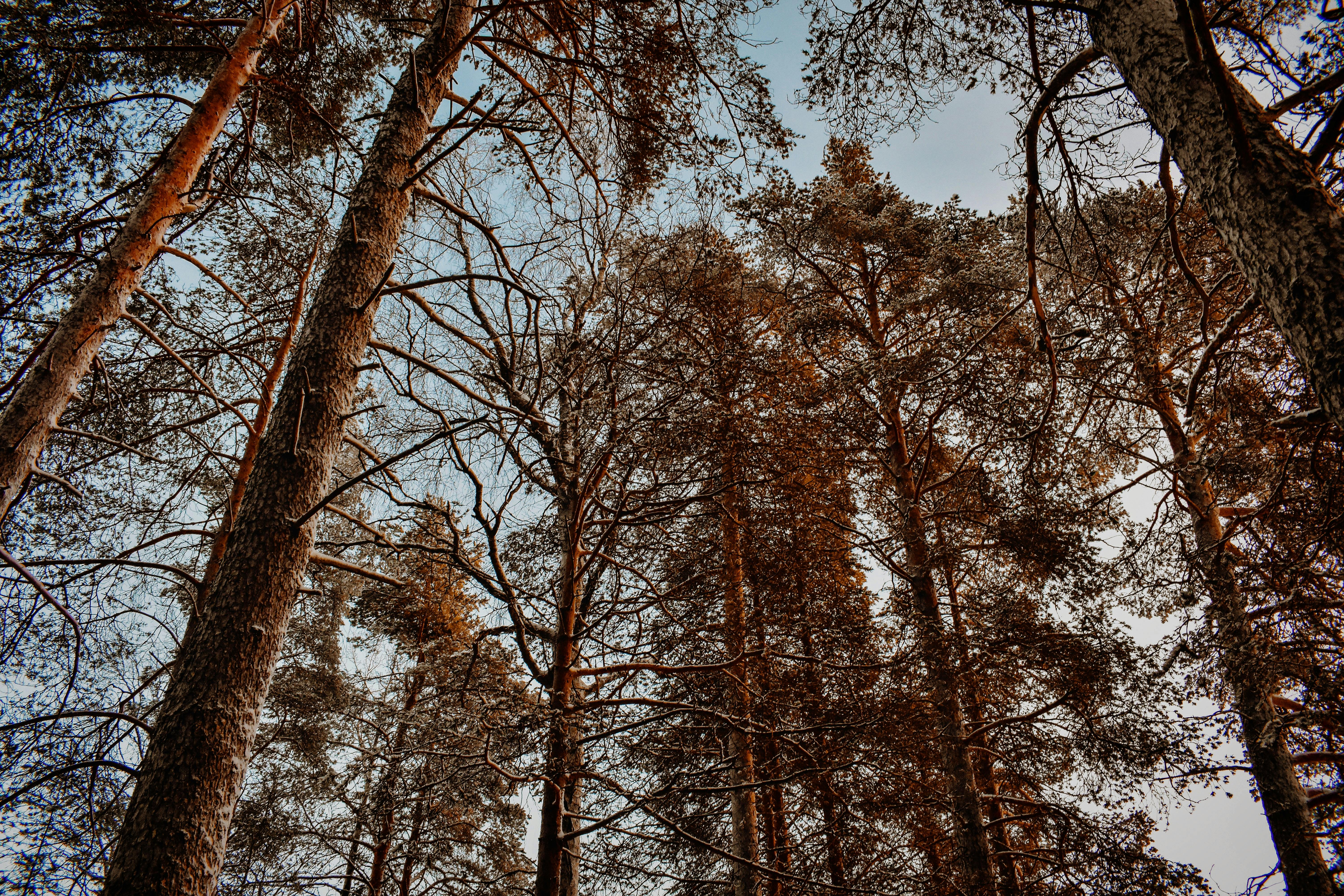 Low Angle Photography Of Trees · Free Stock Photo