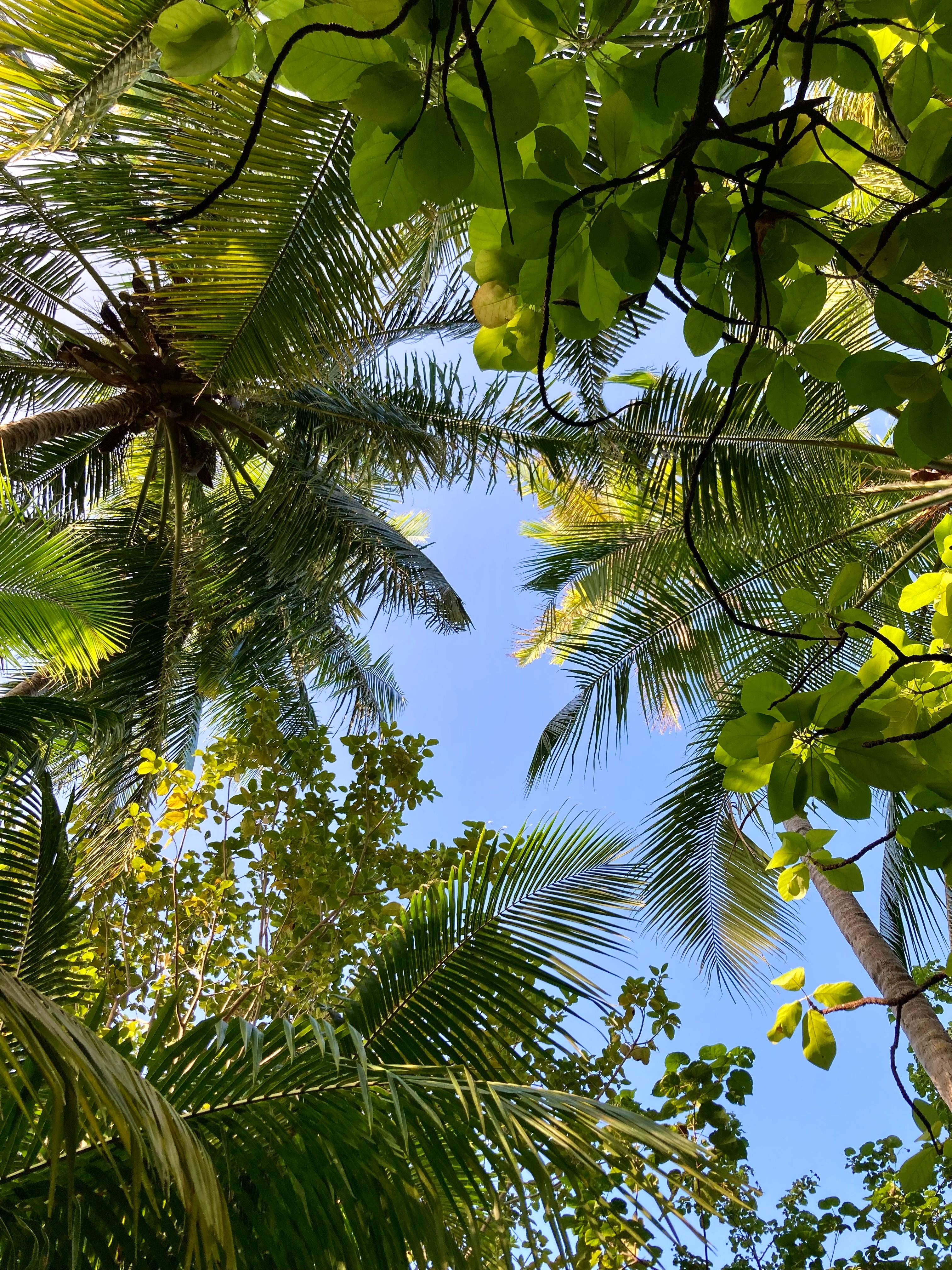 Canopy of Tropical Trees · Free Stock Photo
