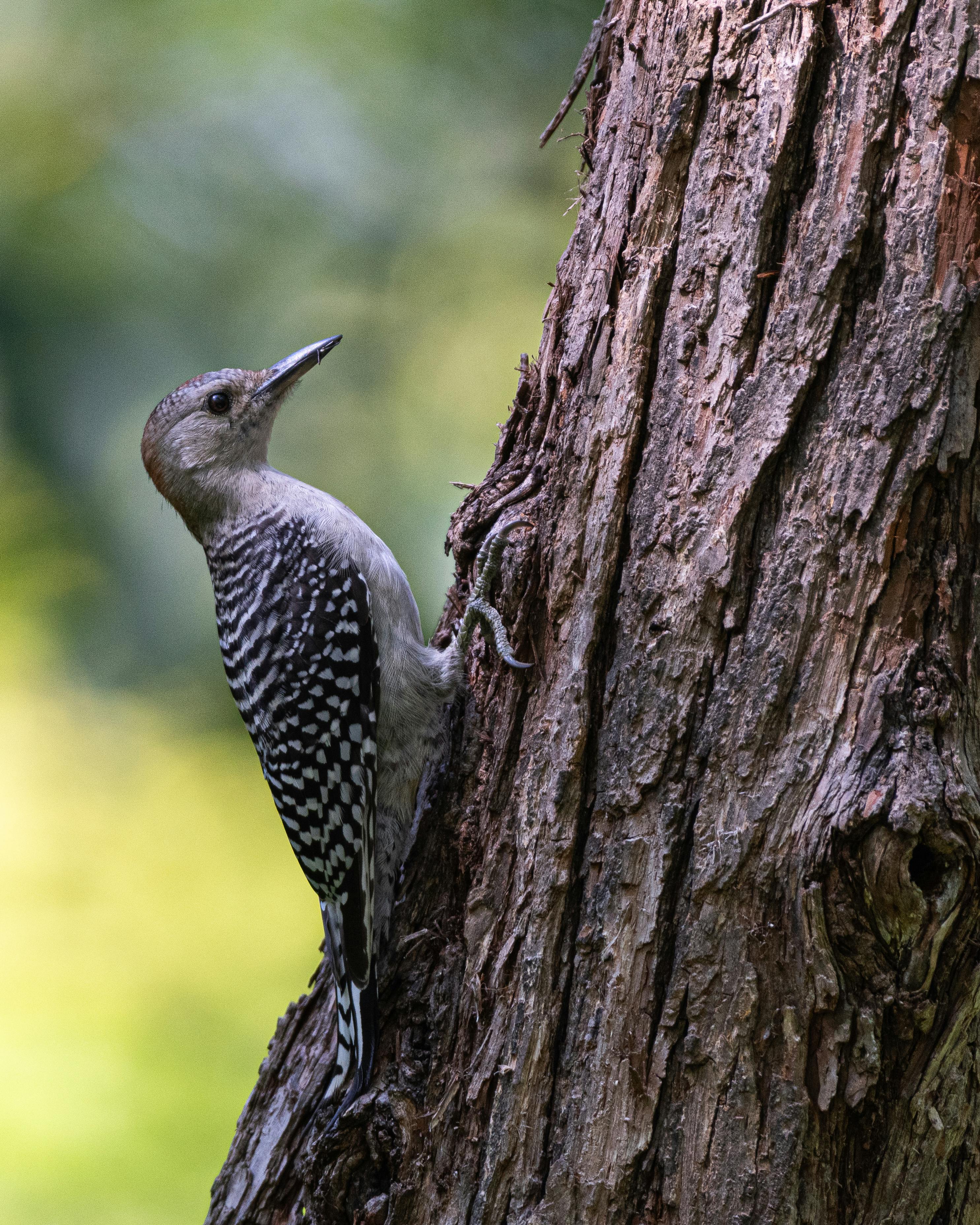 Bird In Tree Photos, Download The BEST Free Bird In Tree Stock Photos ...