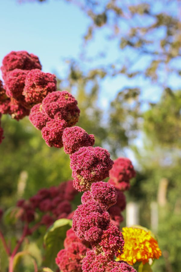 Amaranth Photos, Download The BEST Free Amaranth Stock Photos & HD Images