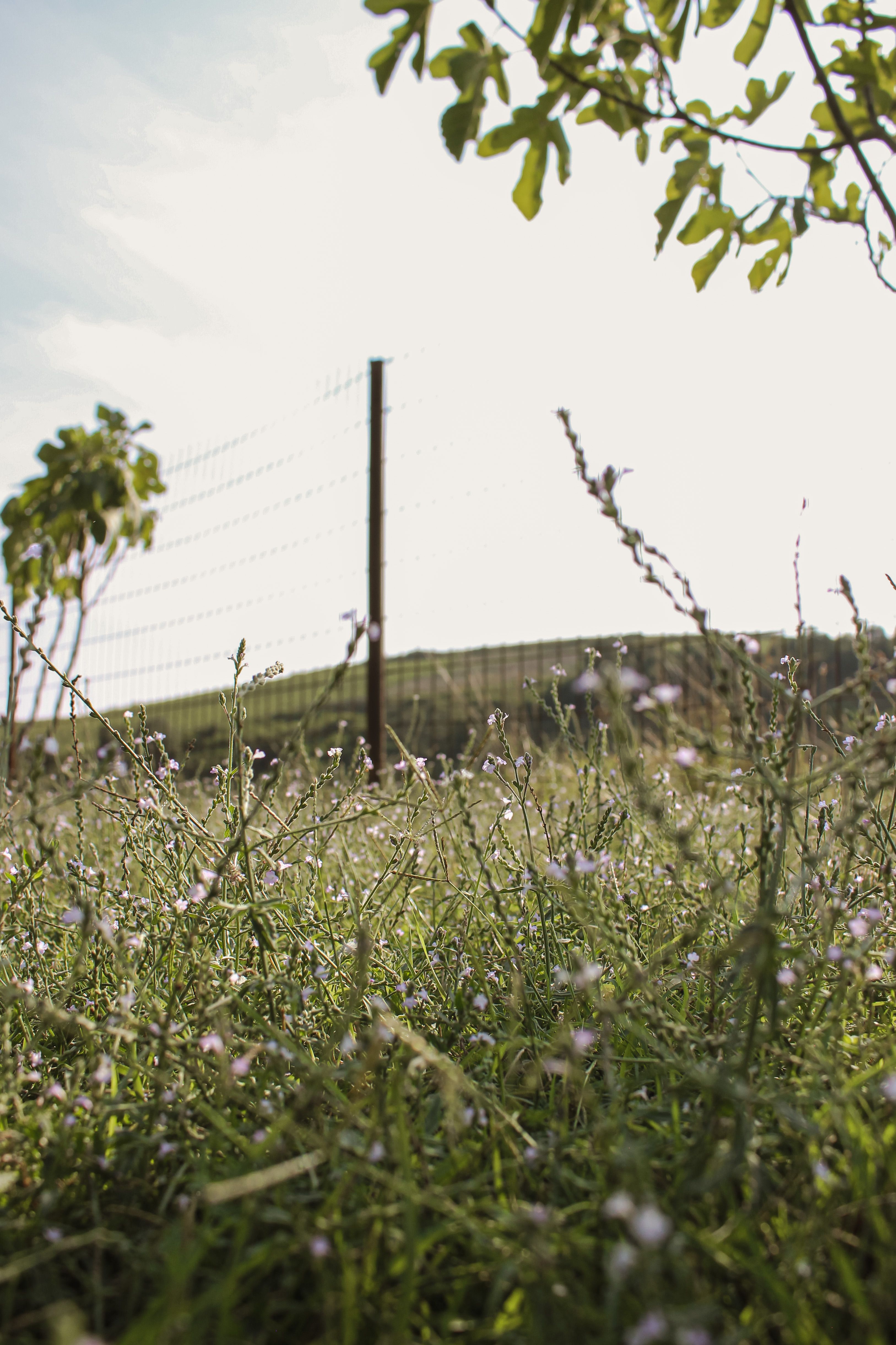 Plants in the Pasture · Free Stock Photo