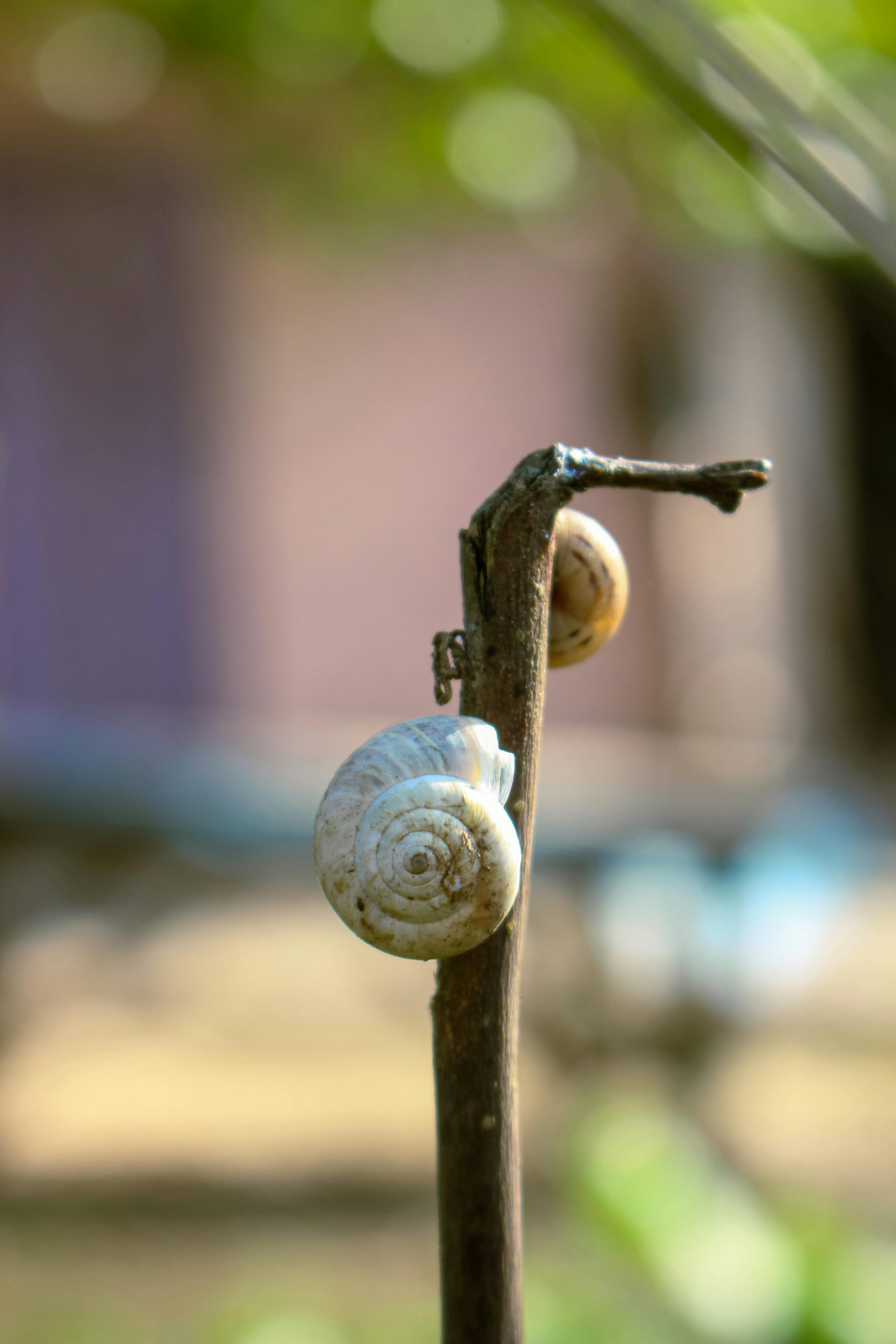 Snails Photos, Download The BEST Free Snails Stock Photos & HD Images