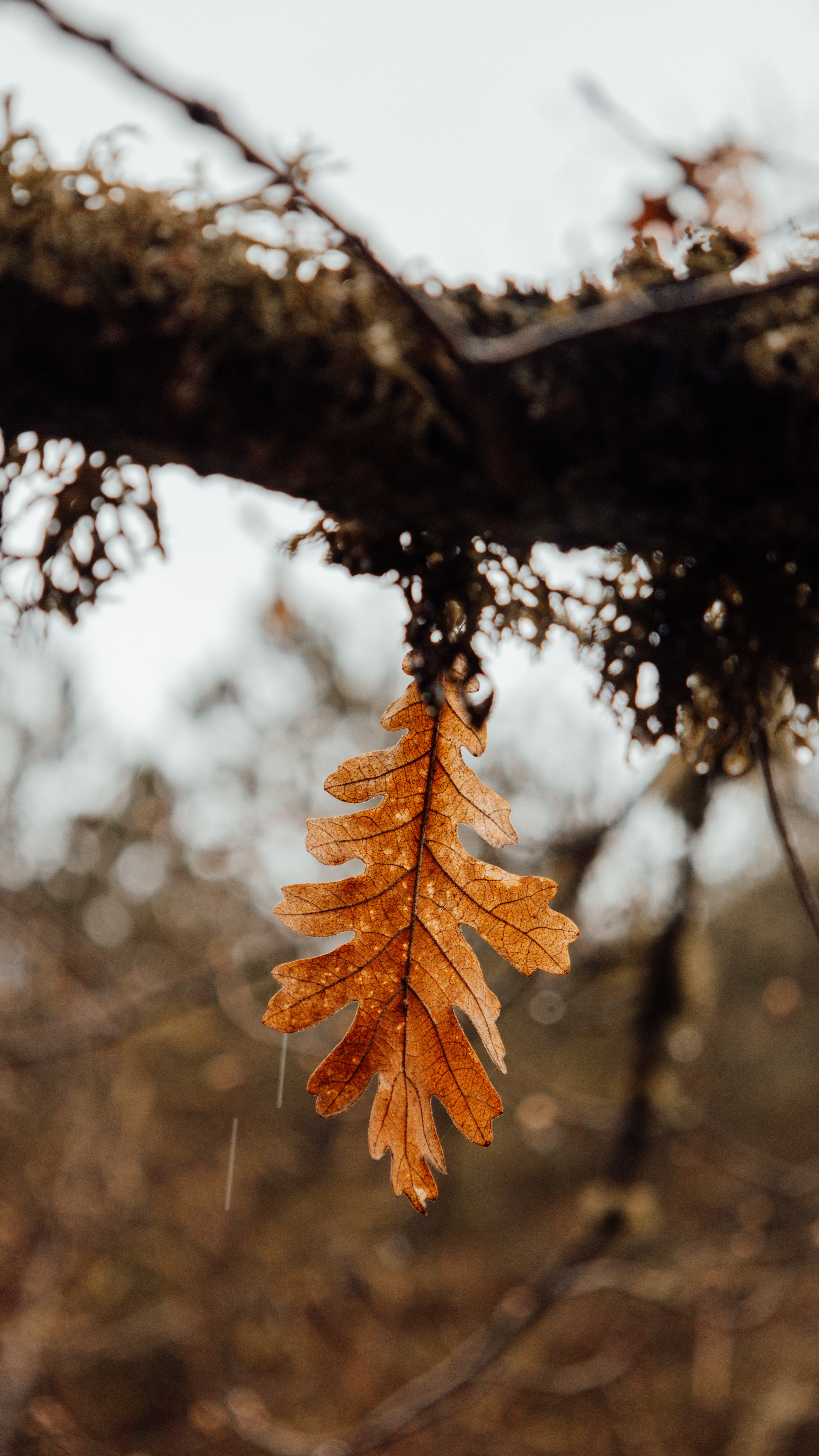 A Brown Oak Leaf Hanging from a Branch · Free Stock Photo