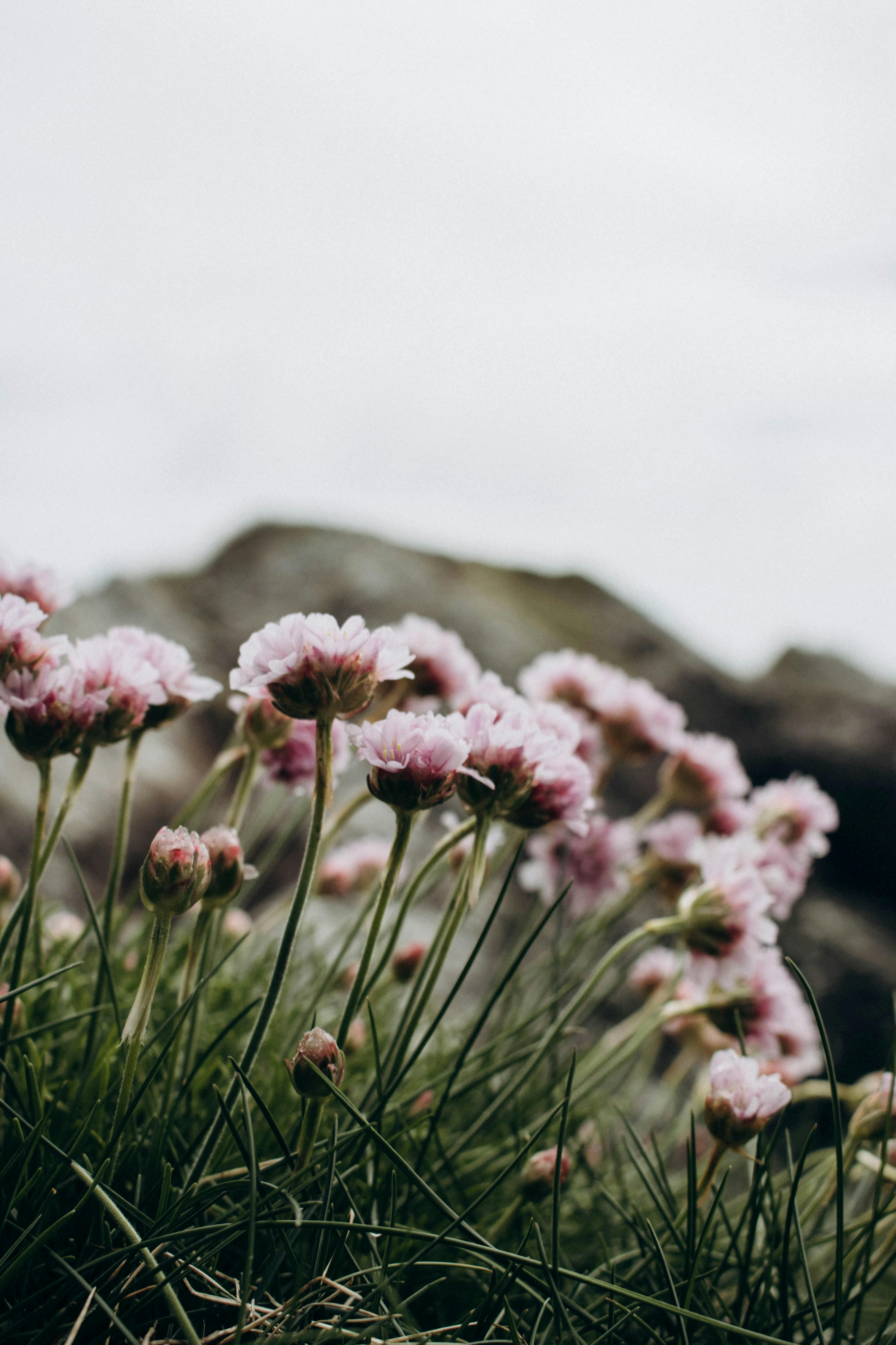 Pink Sea Thrift Flowers · Free Stock Photo