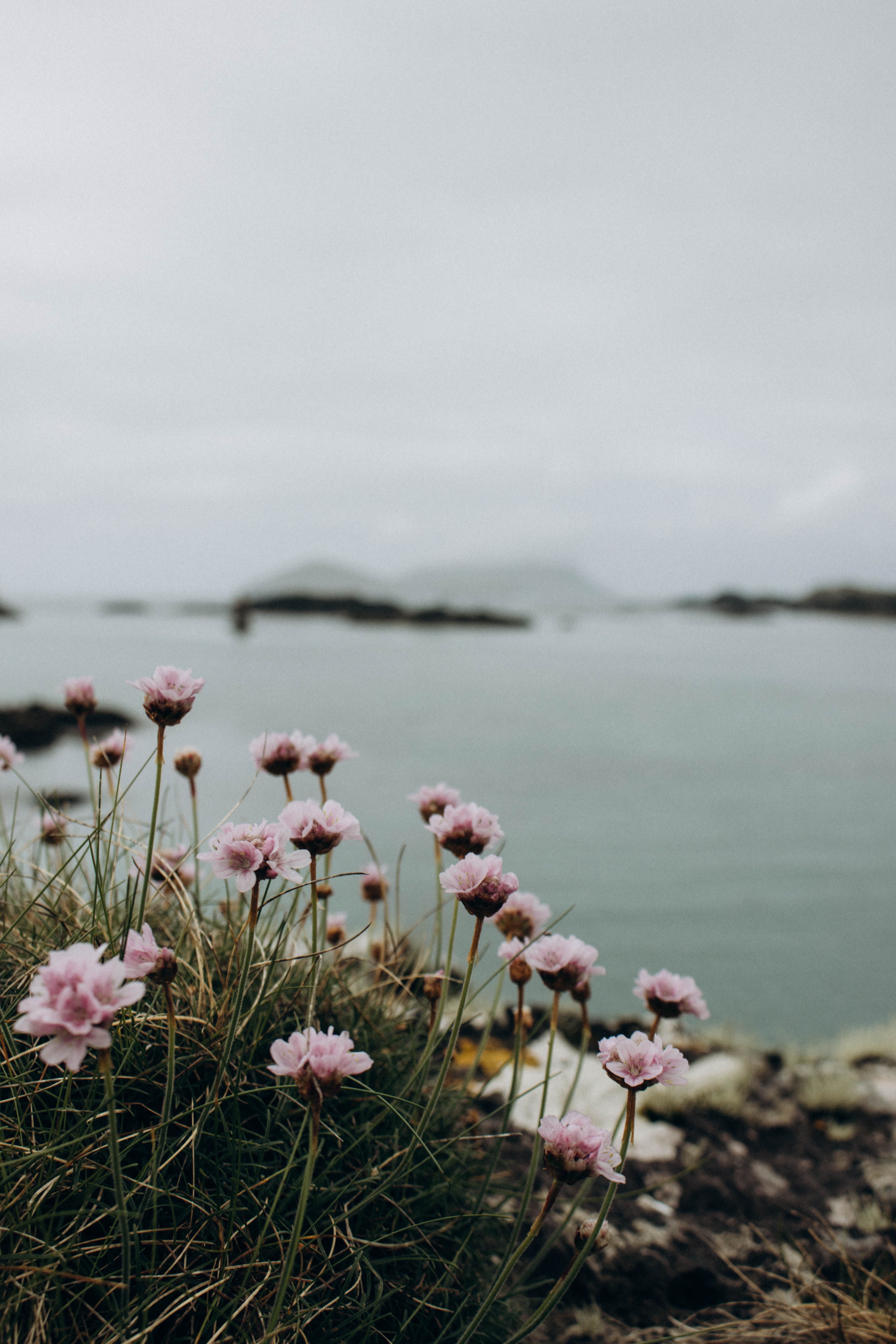 Sea Thrift Growing on Cliff by Ocean · Free Stock Photo