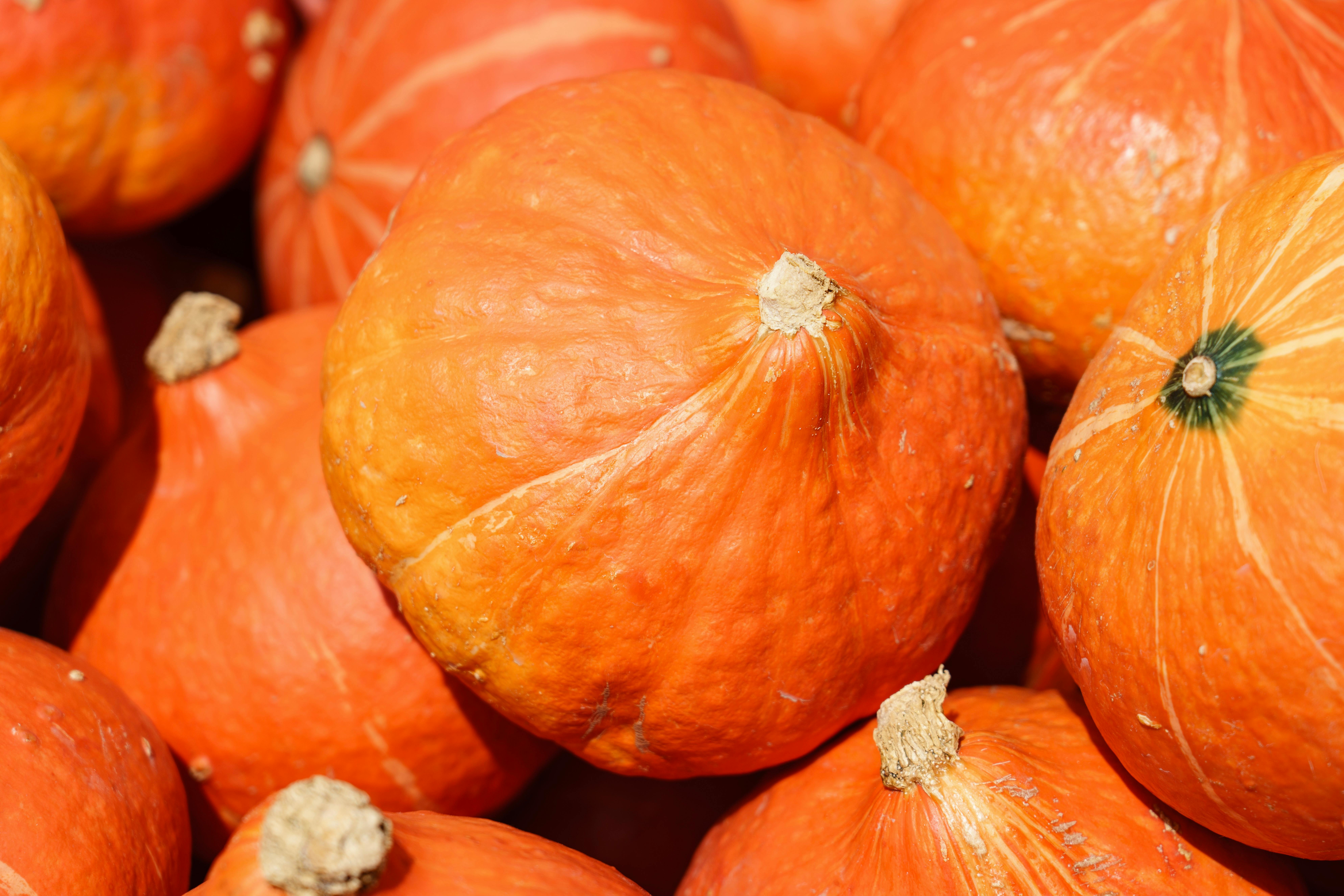 Pile of Pumpkin · Free Stock Photo