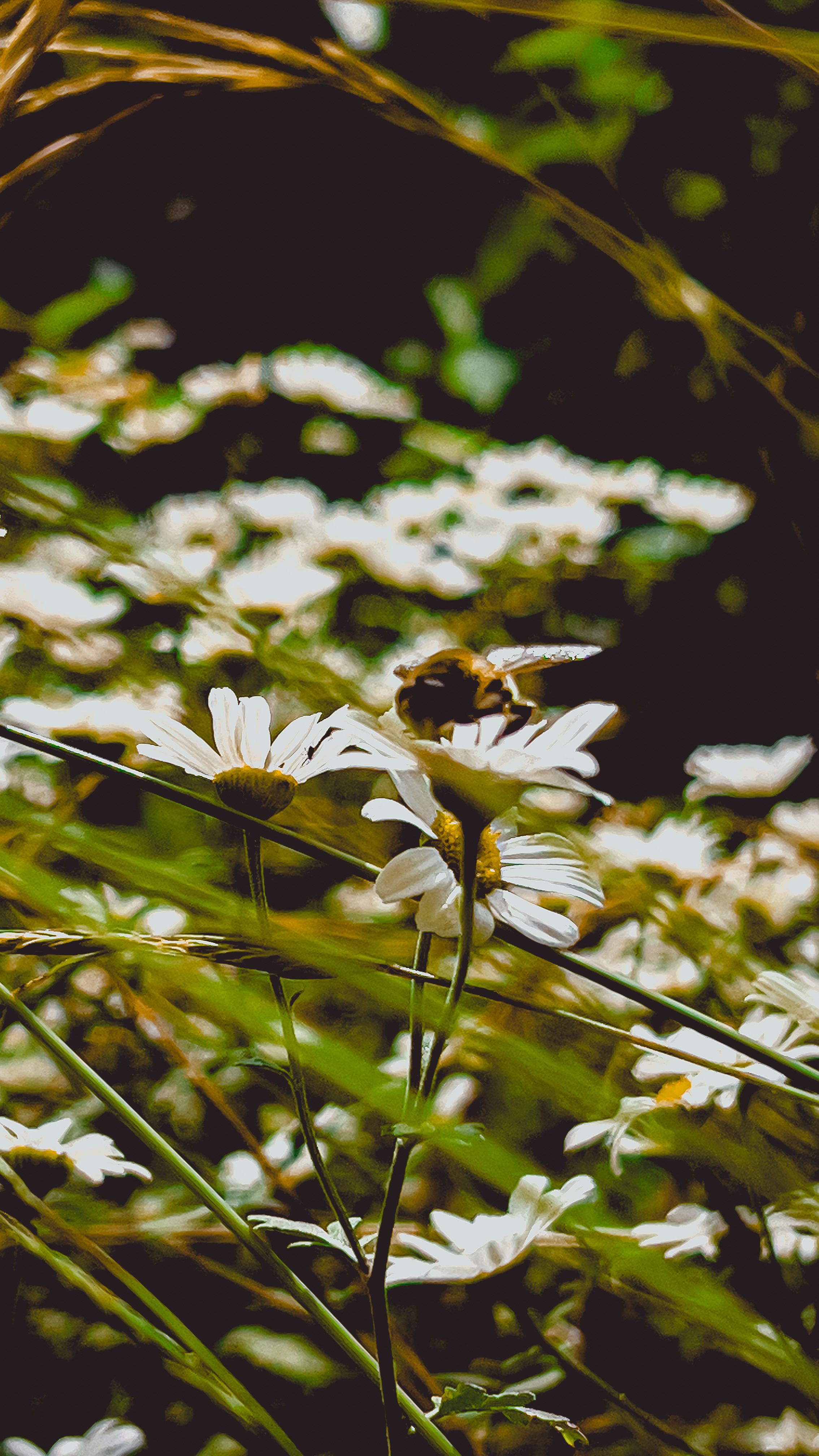 Close-up of Chamomile Flowers · Free Stock Photo