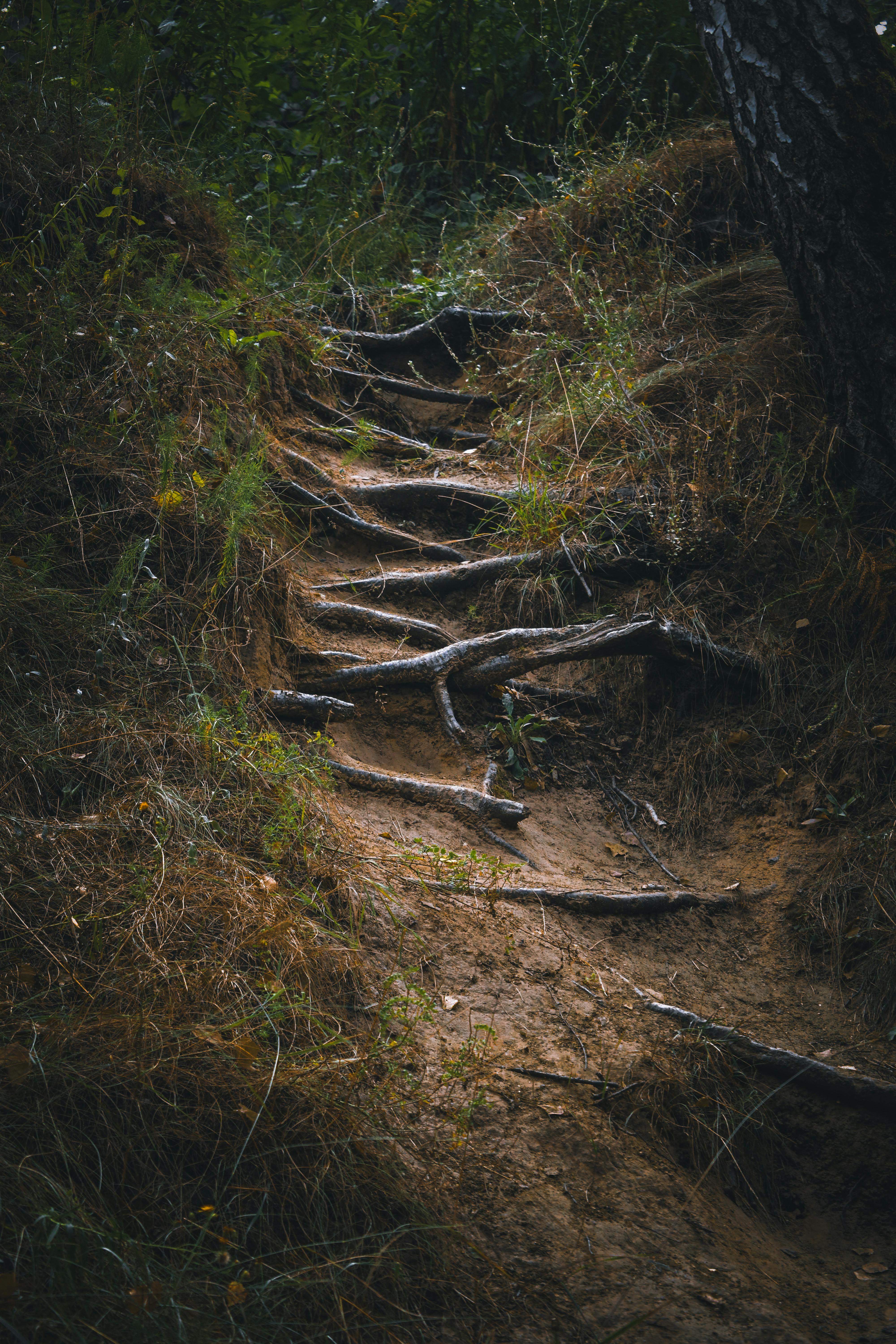 Tree Roots on the Ground · Free Stock Photo