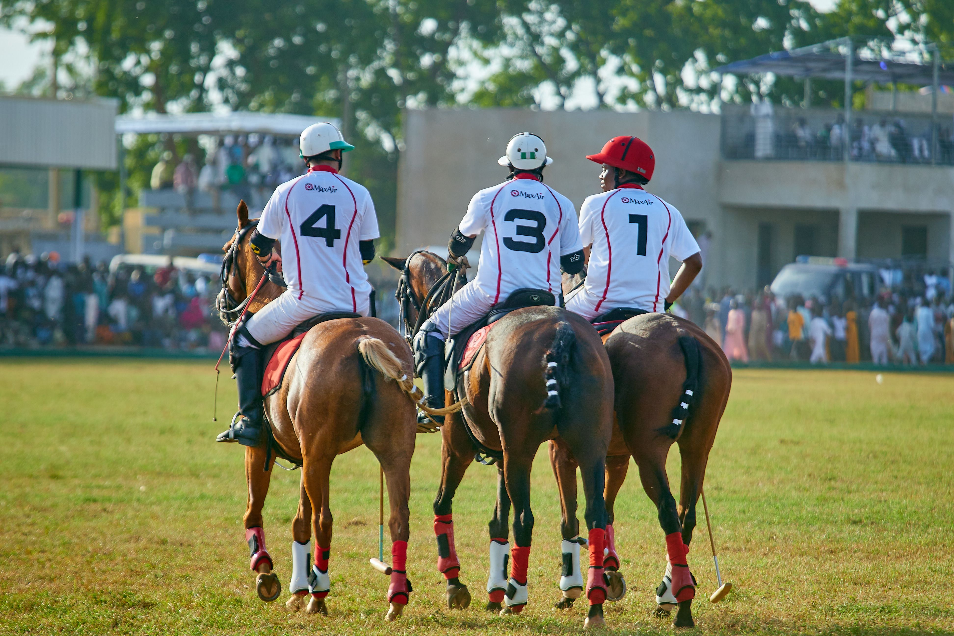 Foto de stock gratuita sobre fotos de animales, fotos de caballos ...