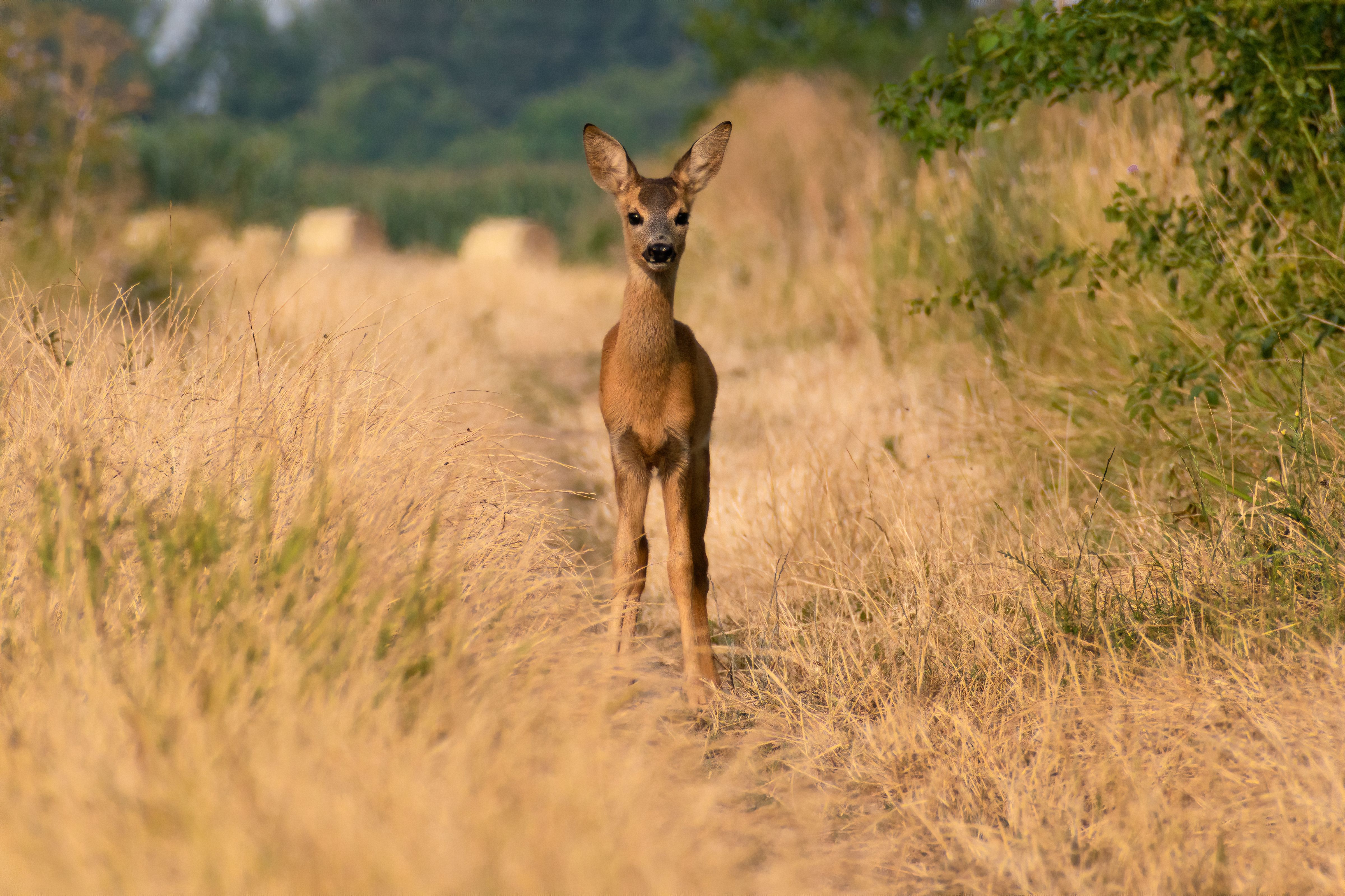 Adorable Doe in Countryside · Free Stock Photo