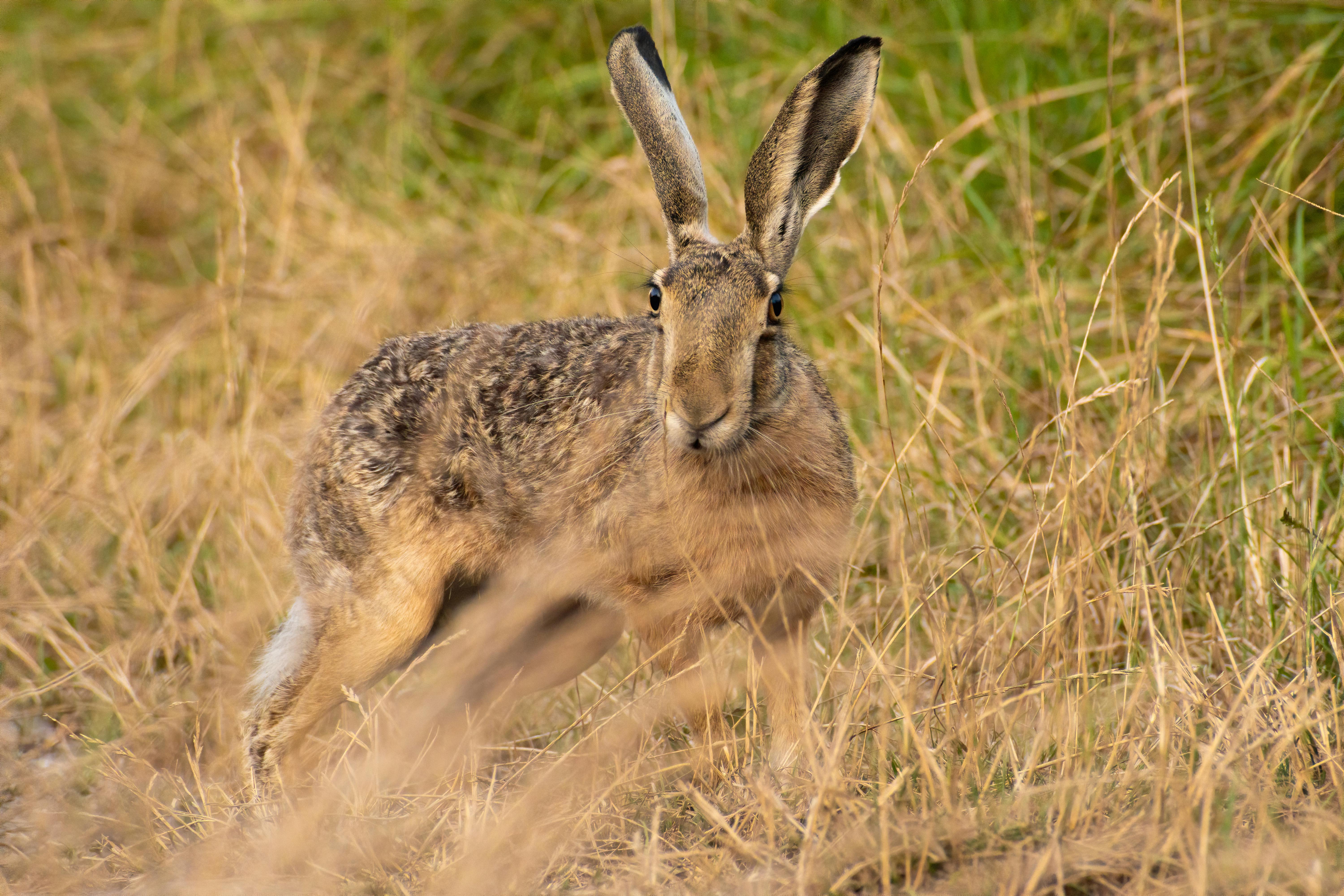 Hare Standing on Meadow · Free Stock Photo