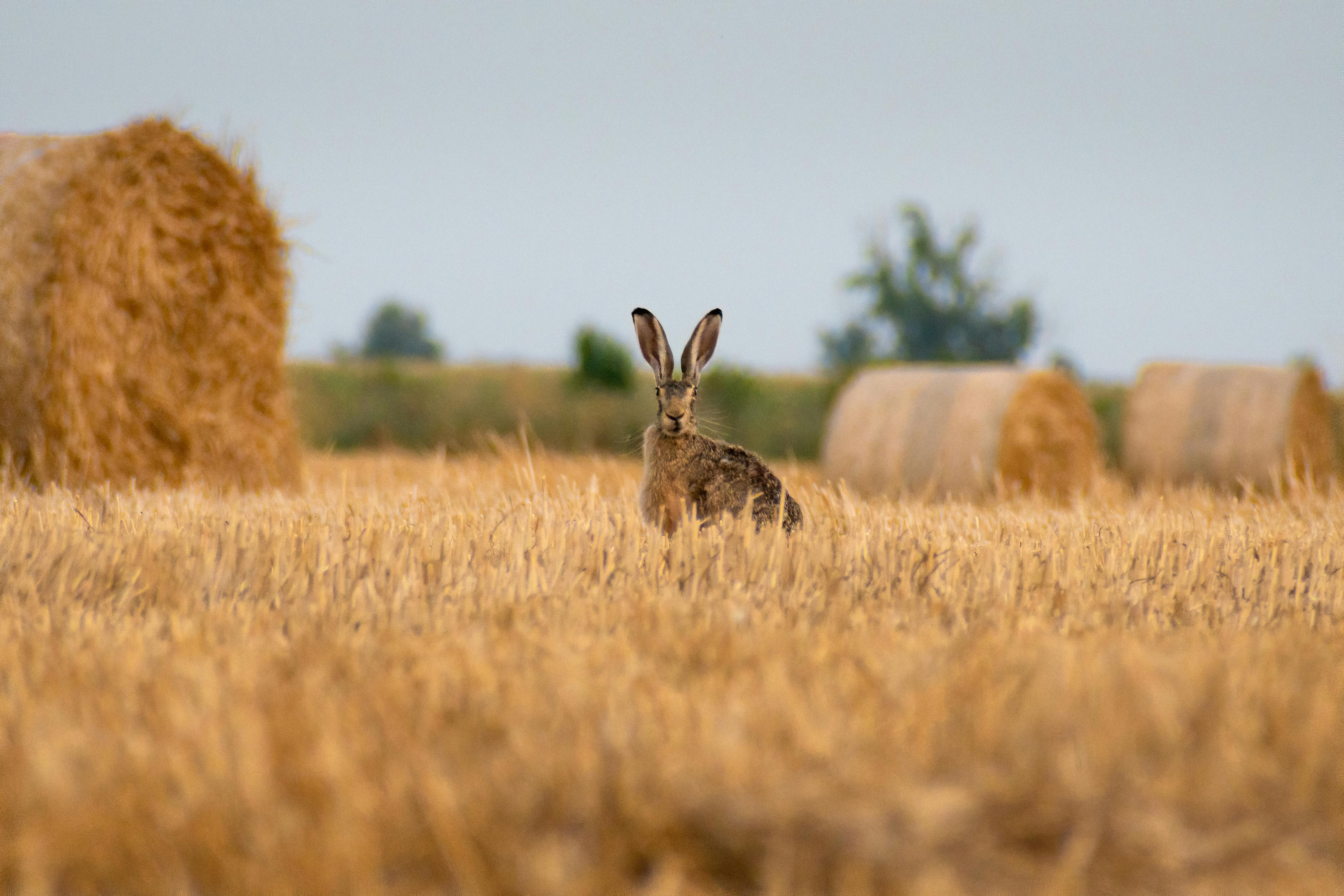 Jackrabbit Sitting on Field among Bales of Hay · Free Stock Photo