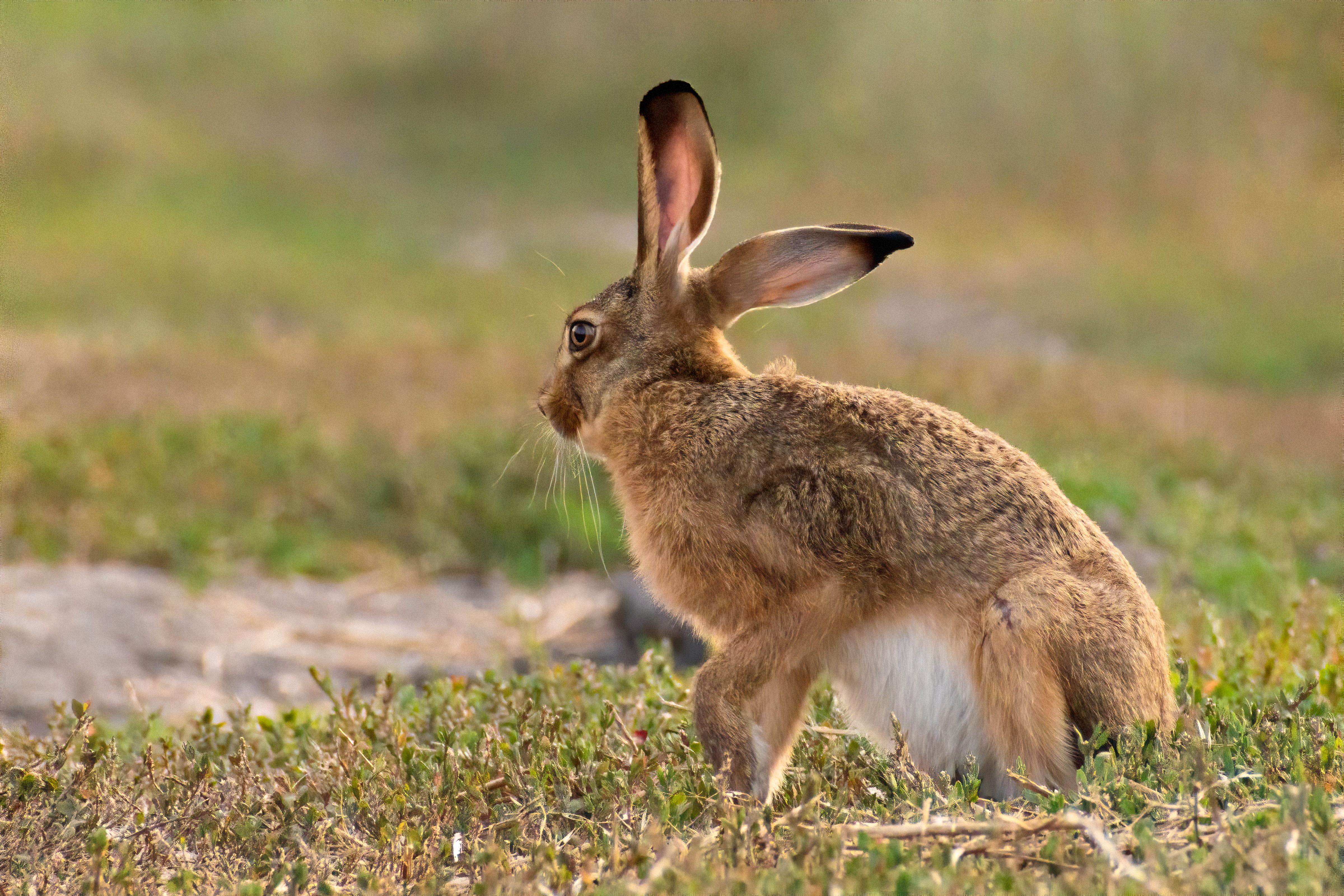 Close up of Rabbit · Free Stock Photo