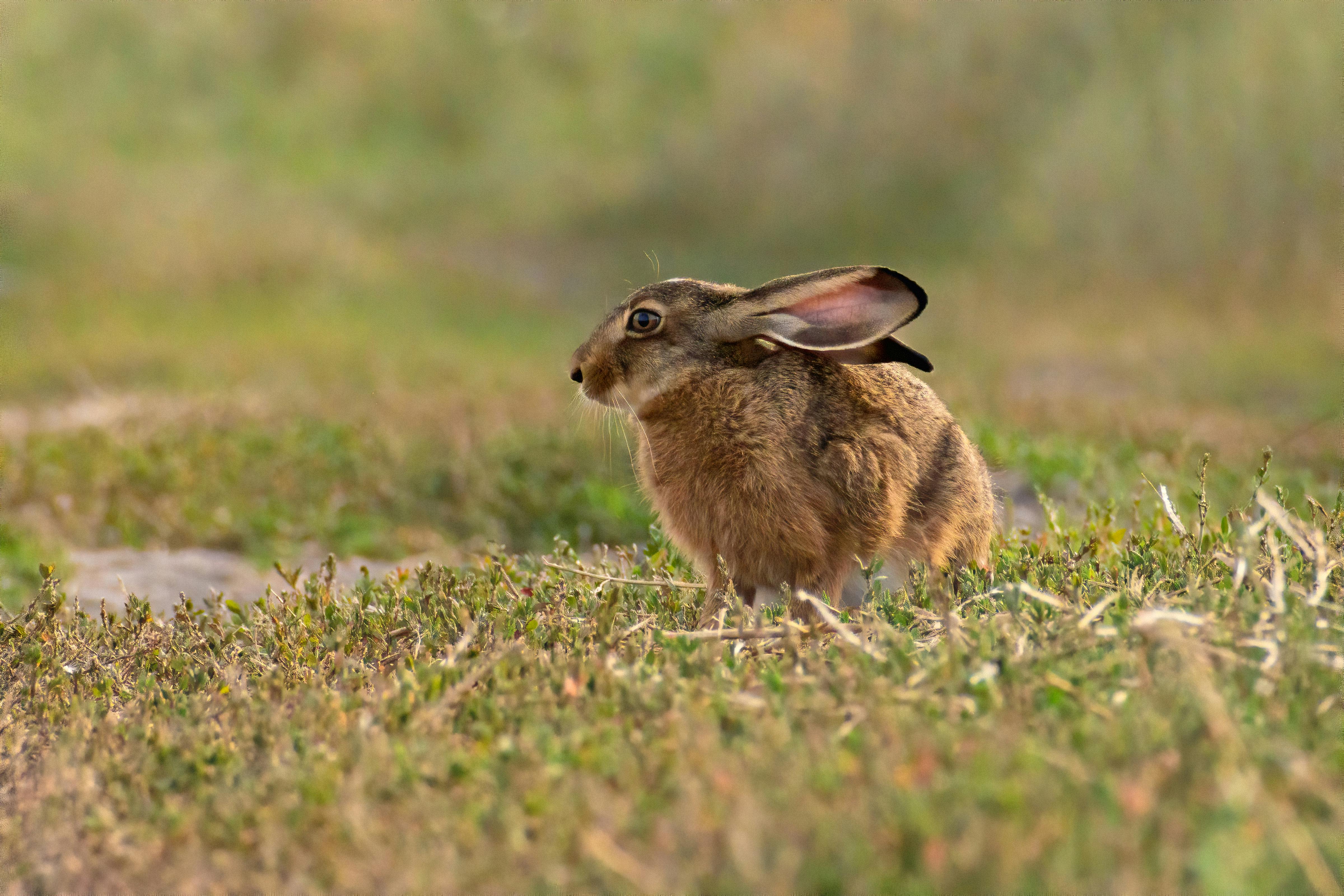 Jackrabbit Sitting on Meadow · Free Stock Photo