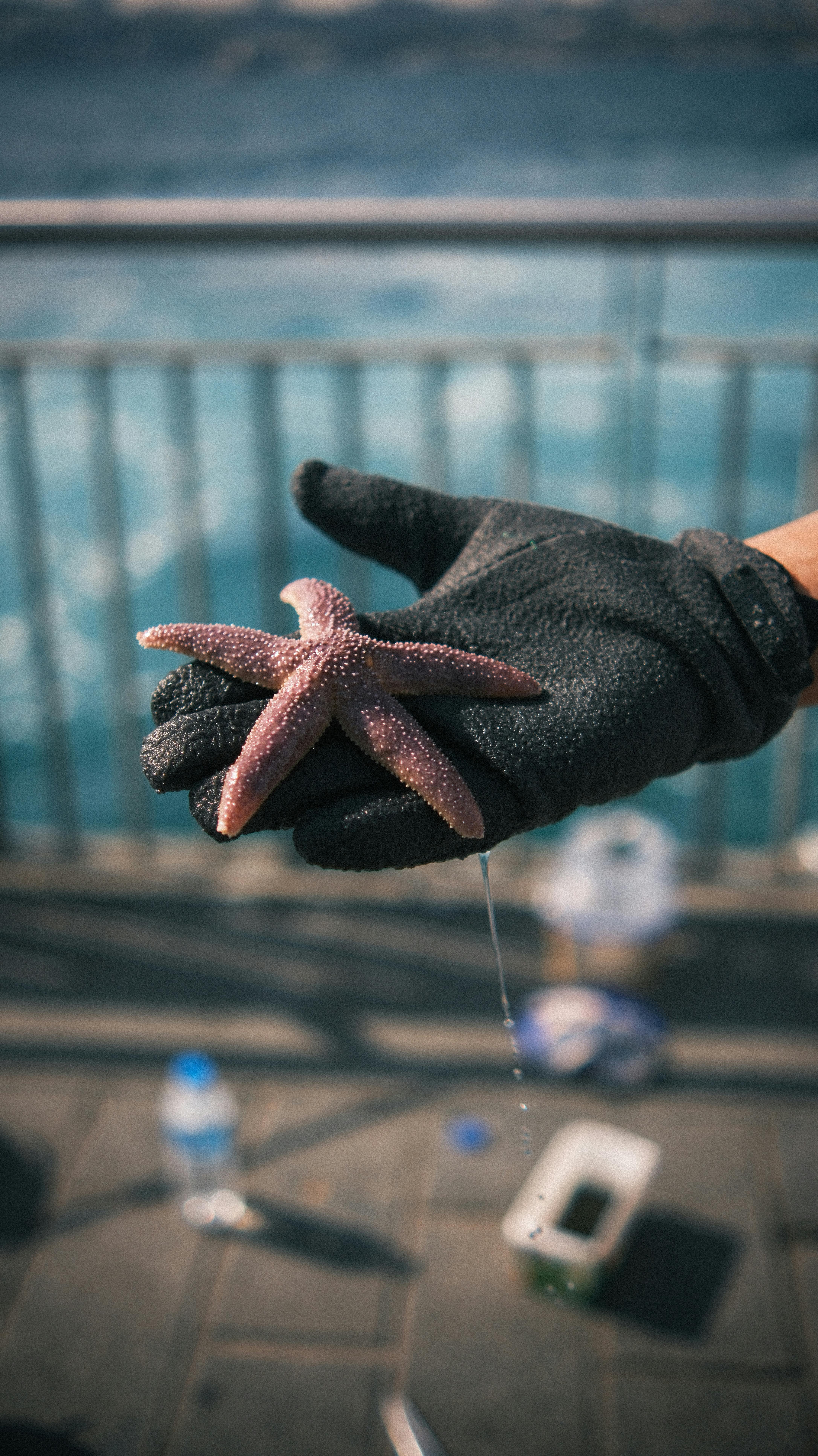 Person Holding White Starfish on Hand · Free Stock Photo